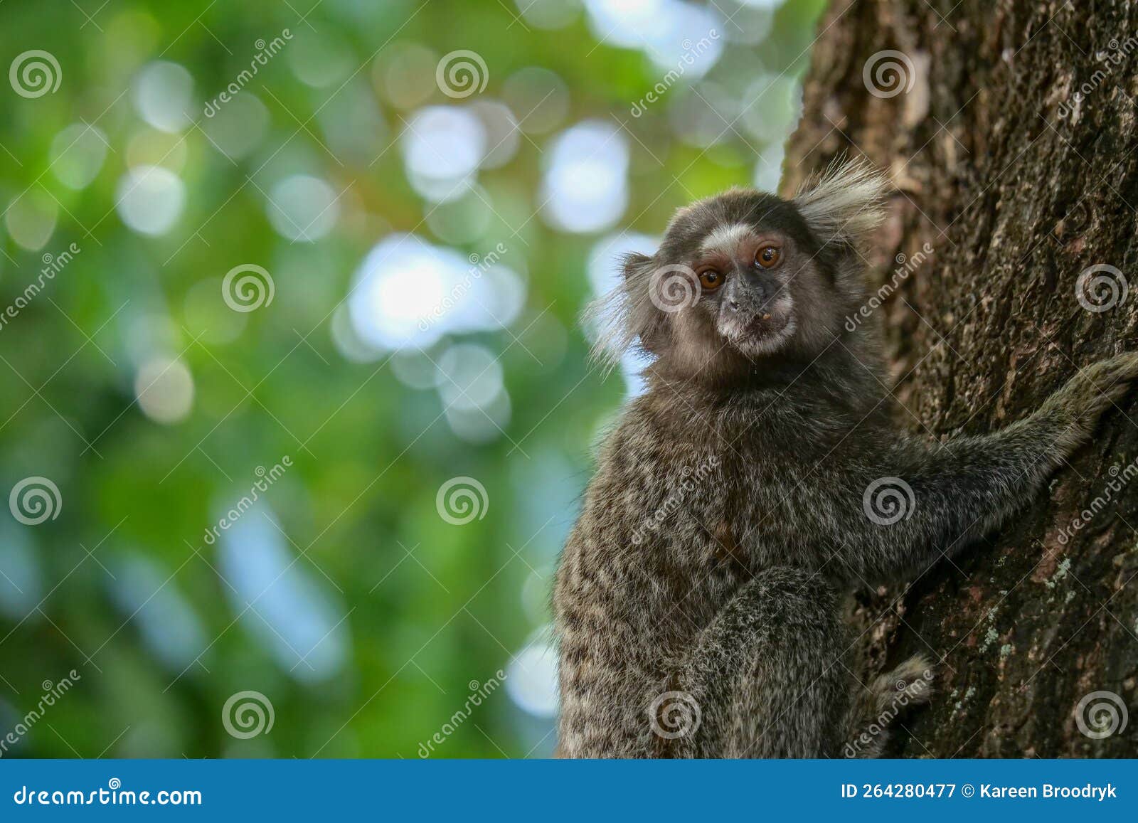 Close Up of a Common Marmoset Monkey - Callithrix Jacchus -sitting in a ...