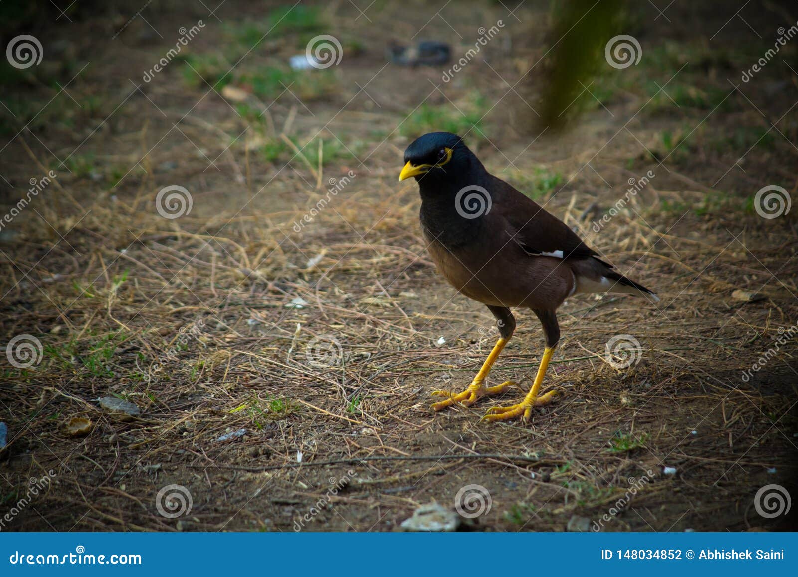 Close Up of Common Myna Walking on the Ground Stock Photo - Image of ...