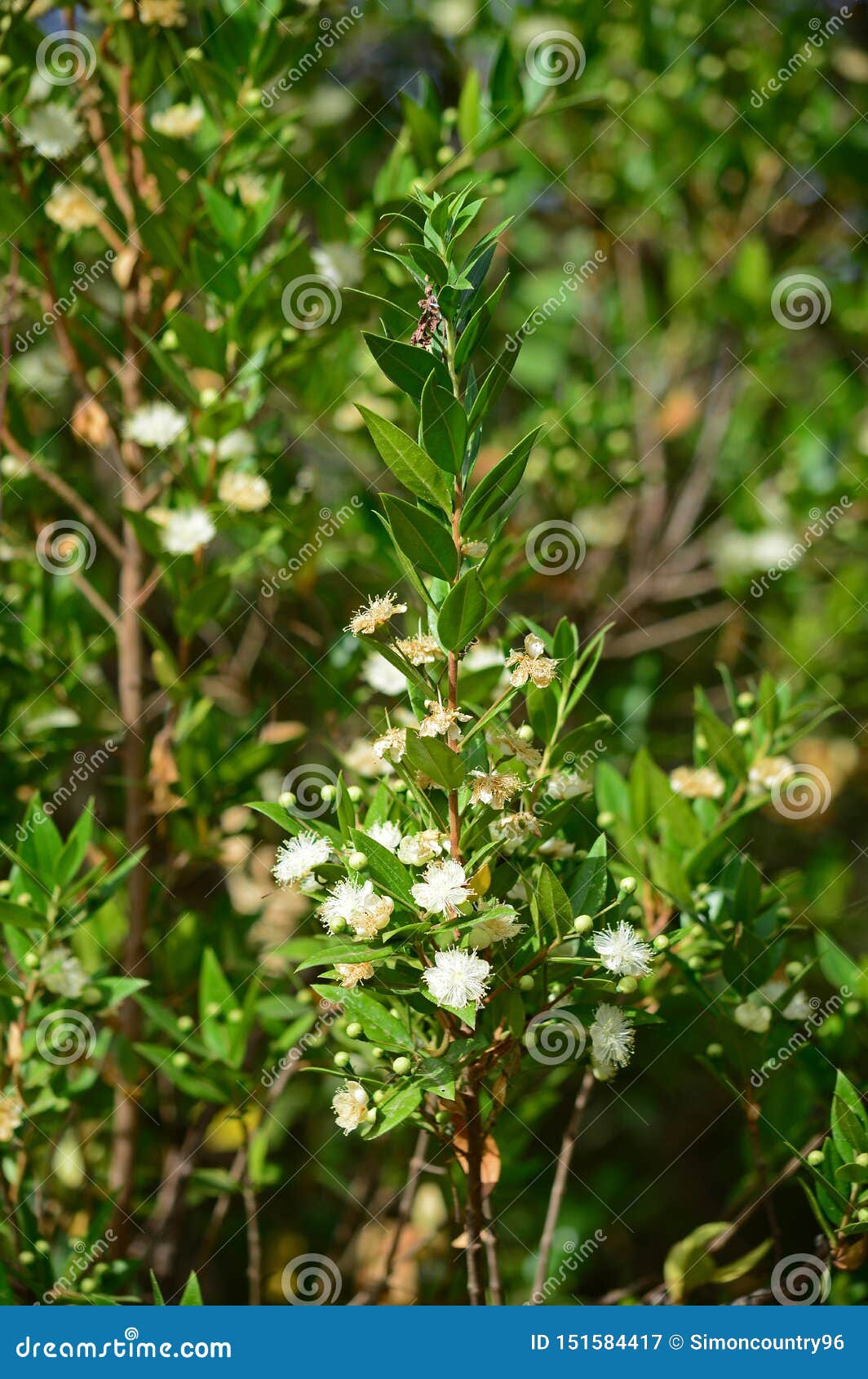 Close-up of Common Myrtle in Bloom, Nature Stock Image - Image of ...
