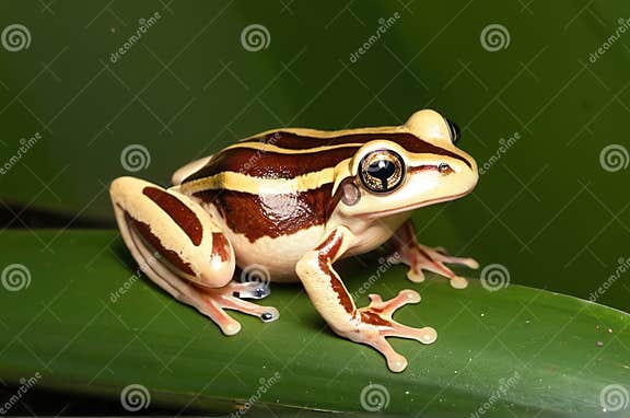 Close Up of a Common Reed Frog at 16-9-2024 Stock Illustration ...