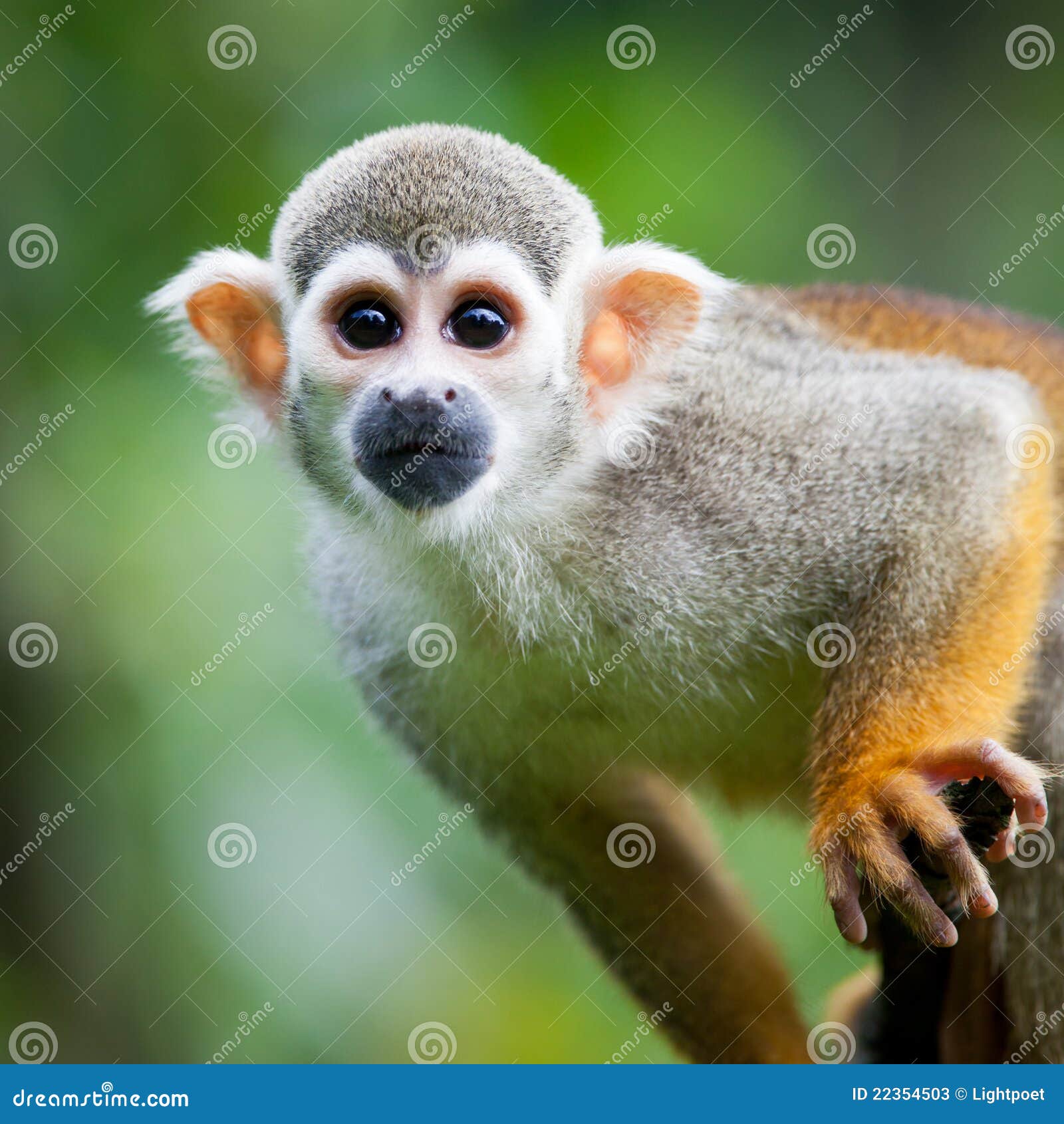 Close Up Of A Monkey Playing At Outdoors At Swayambhu Stupa, Monkey ...