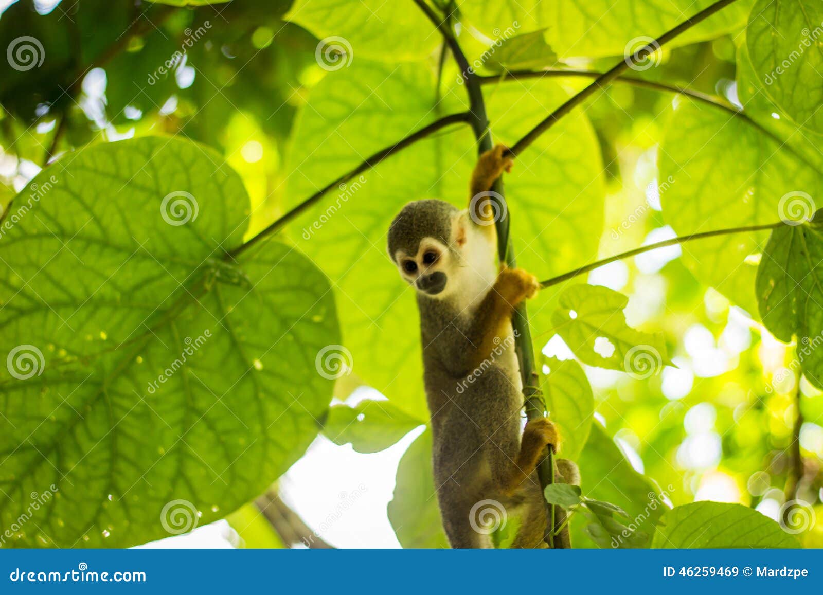 Close Up Common Squirrel Monkey Amazon River Jungle Photos - Free ...
