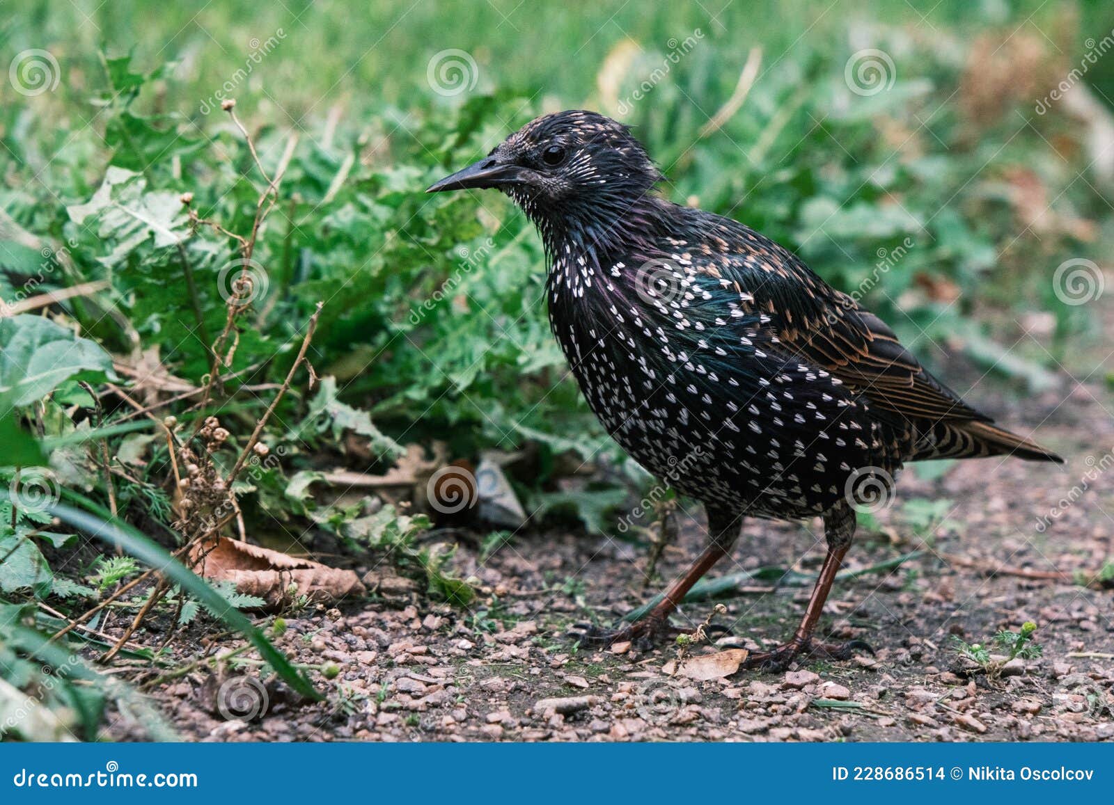 Close-up of Common Starling Bird on the Spring Ground in the City Stock ...