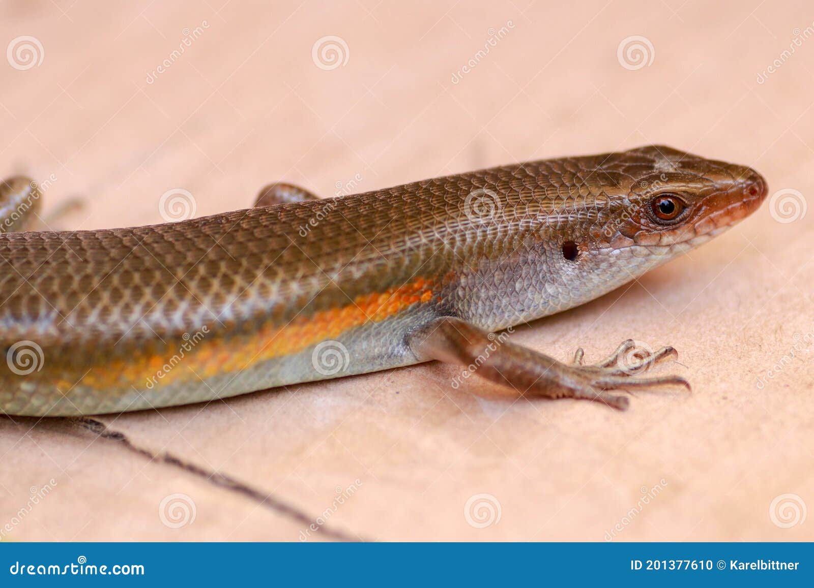 Close Up of a Common Sun Skink on the Ground in Bali Stock Photo ...