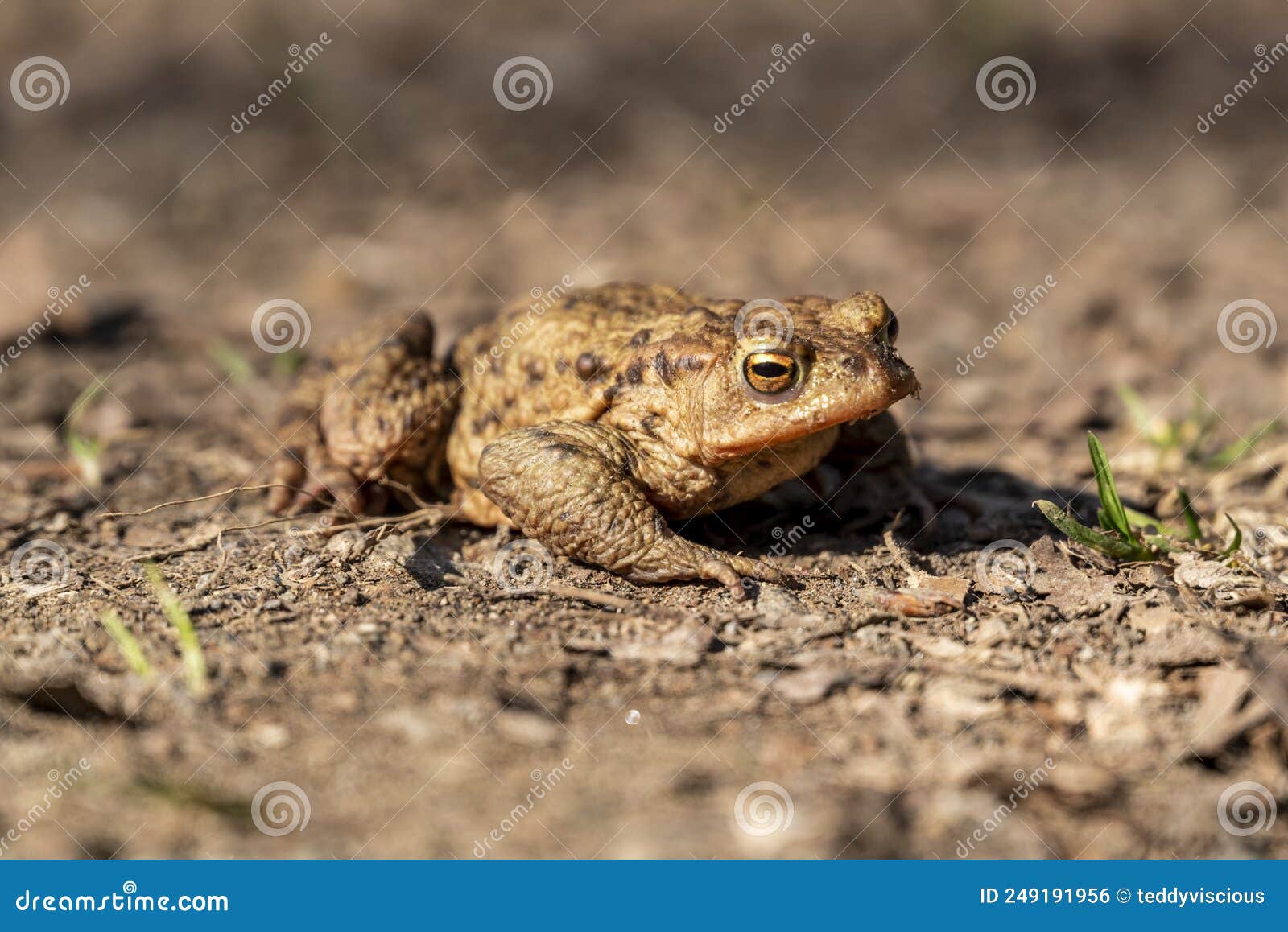 Common toad (bufo bufo) stock photo. Image of outdoors - 249191956