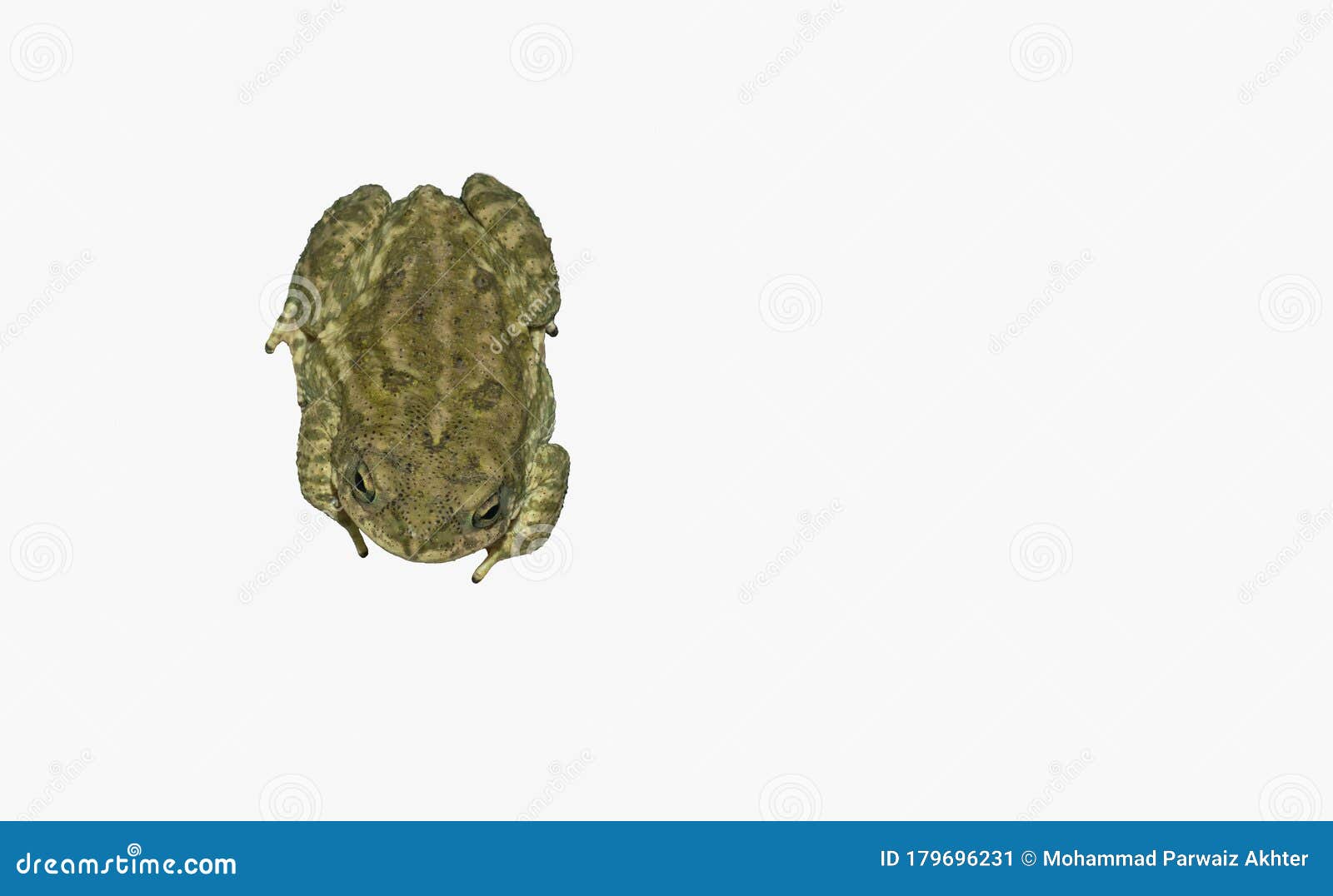 Close Up of a Common Toad ,upper View Stock Image - Image of alone ...