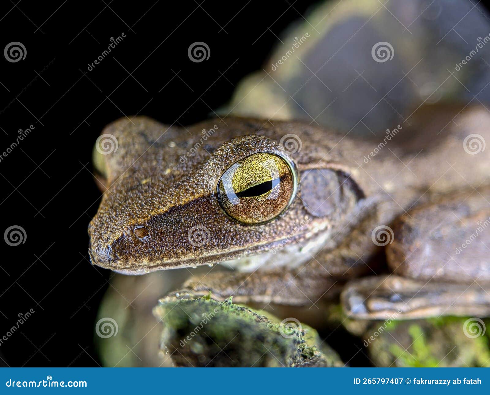 Close Up of Common Tree Frog on May 29 at Terengganu Stock Image ...