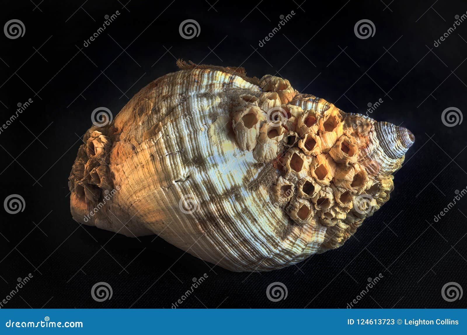 Common whelk and barnacles stock image. Image of patterns - 124613723