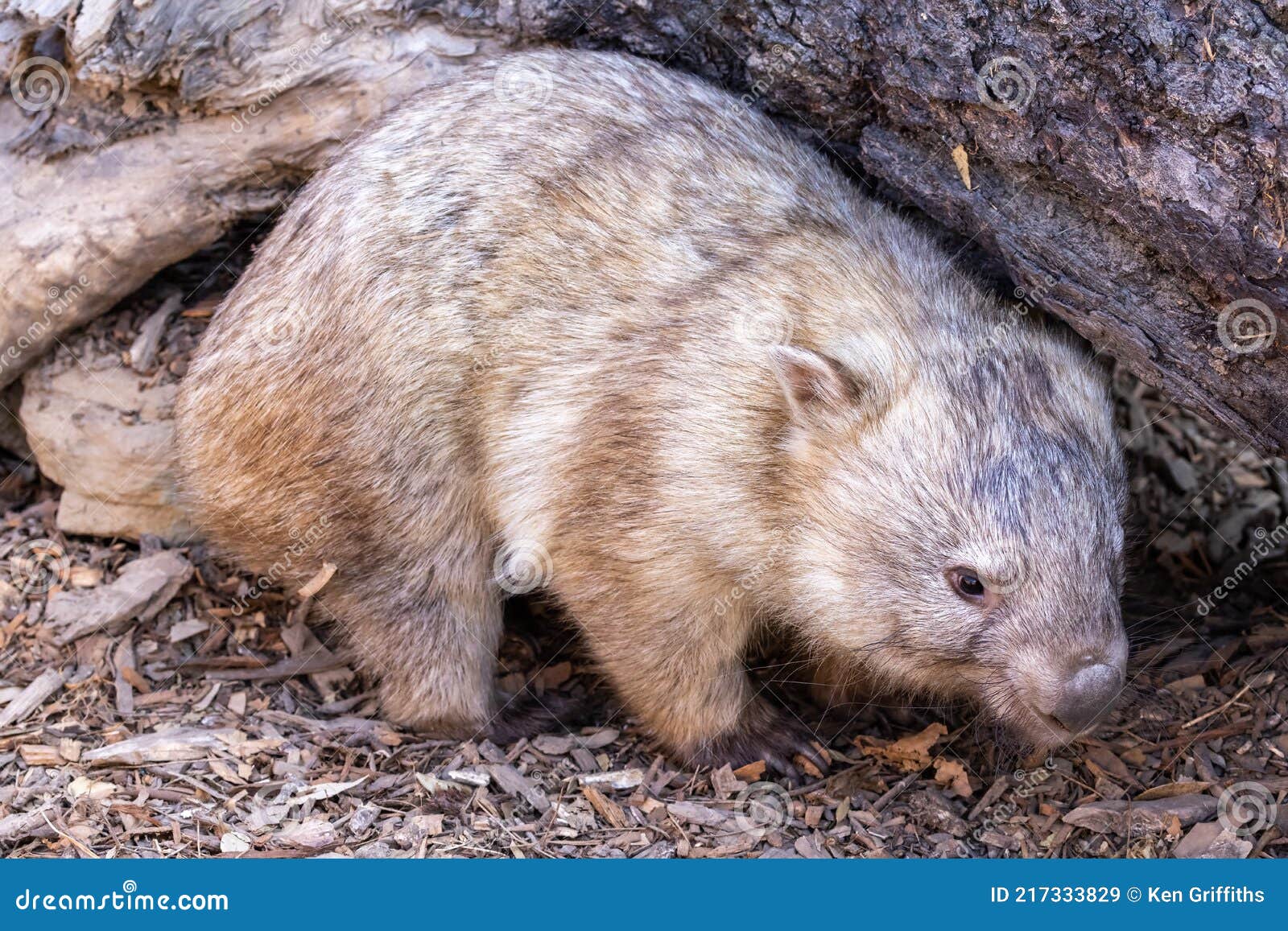 Common Wombat stock image. Image of vombatus, mammal - 217333829