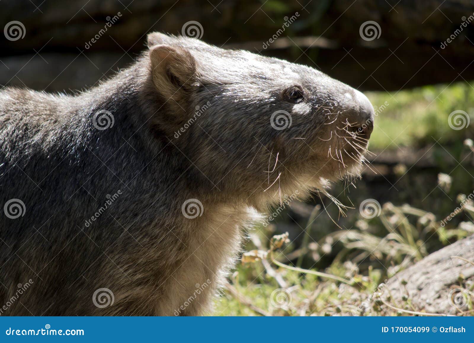 This is a Side View of a Common Wombat Stock Image - Image of nosed ...