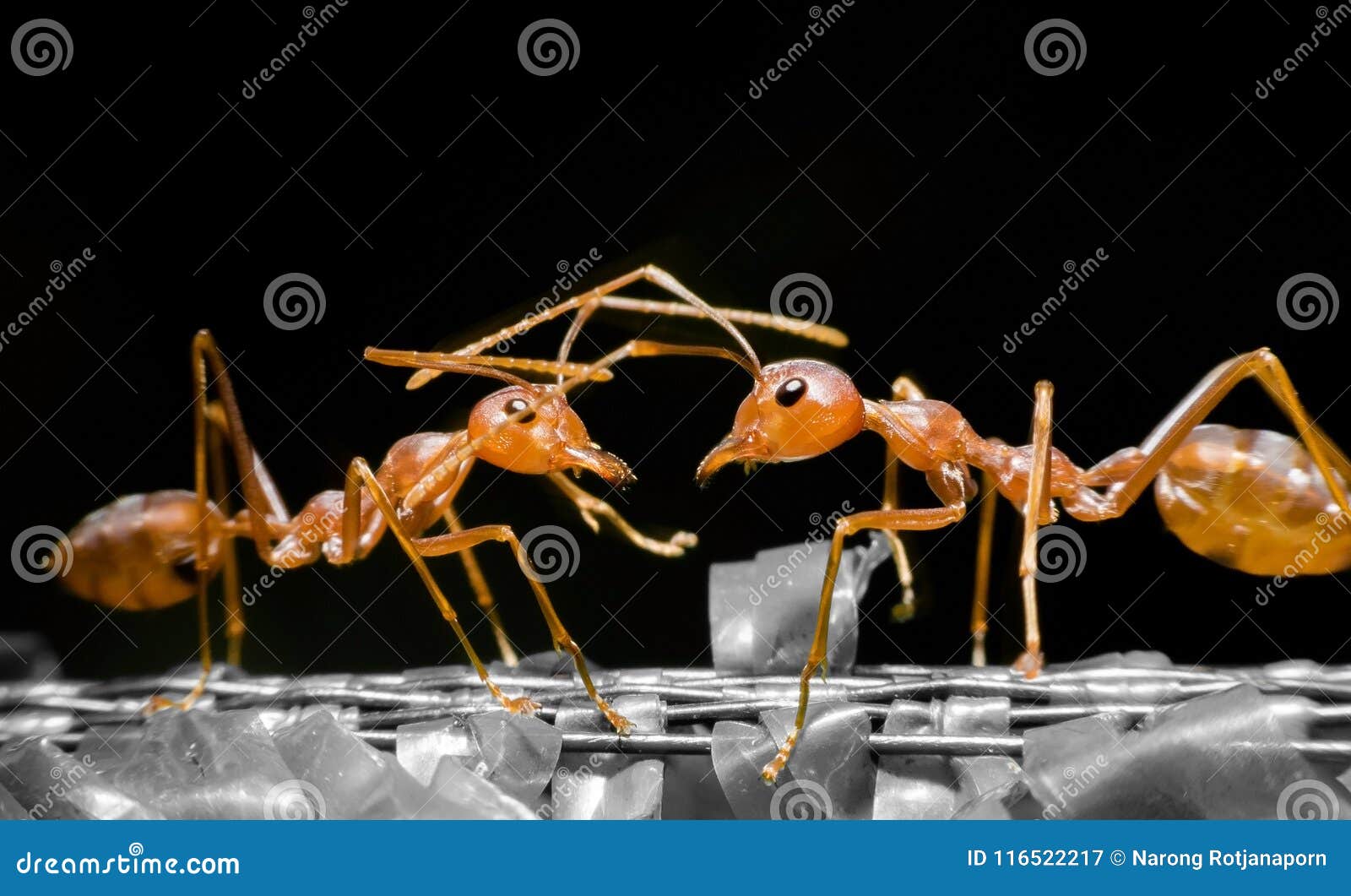 Close Up Communication Talk of Ants Stock Image - Image of small, green ...