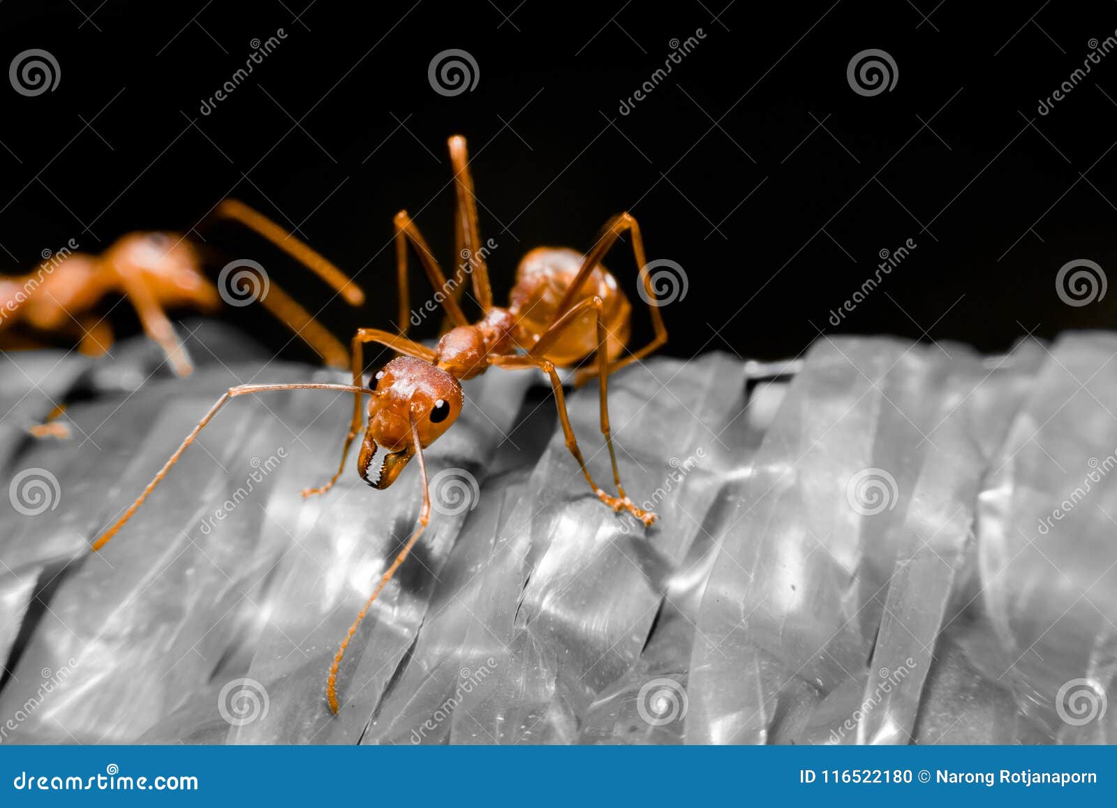 Close Up Communication Talk of Ants Stock Photo - Image of garden ...