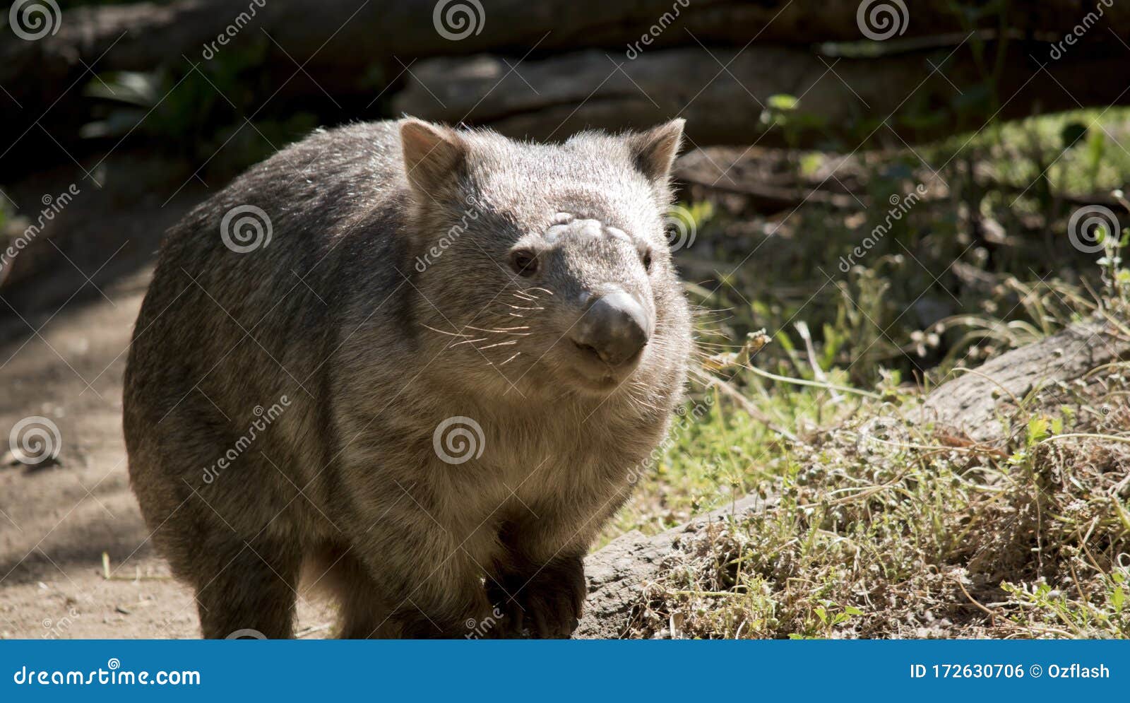 This is a Close Up of a Comon Wombat Stock Photo - Image of marsupial ...