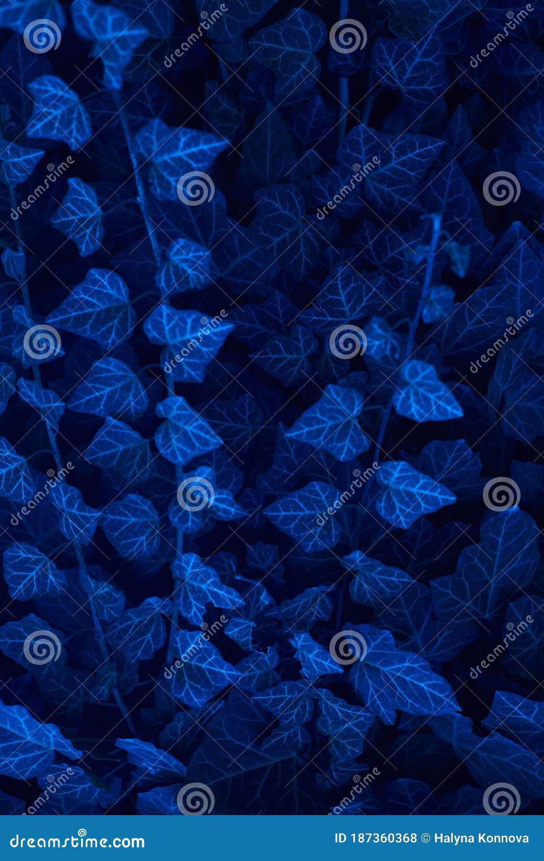 Close Up Composition of Deep Vibrant Dark Blue Ivy Wall Stock Photo ...