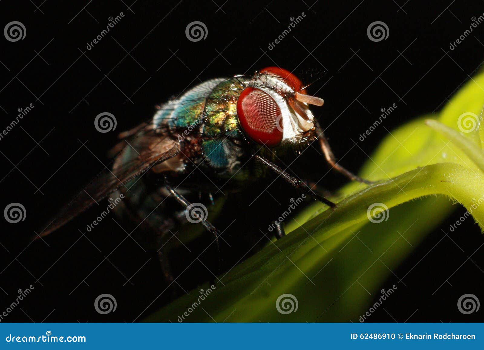 Close Up Compound Eye of Fly on Black Background Stock Photo - Image of ...