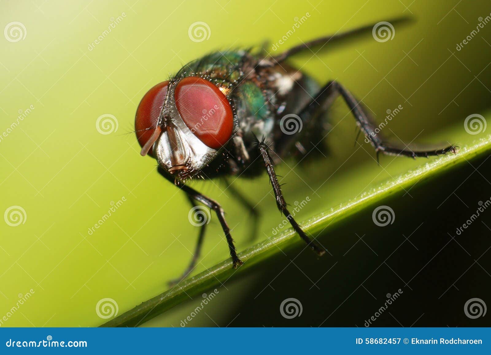 Close Up Compound Eye of Fly Stock Image - Image of unusual, entomology ...