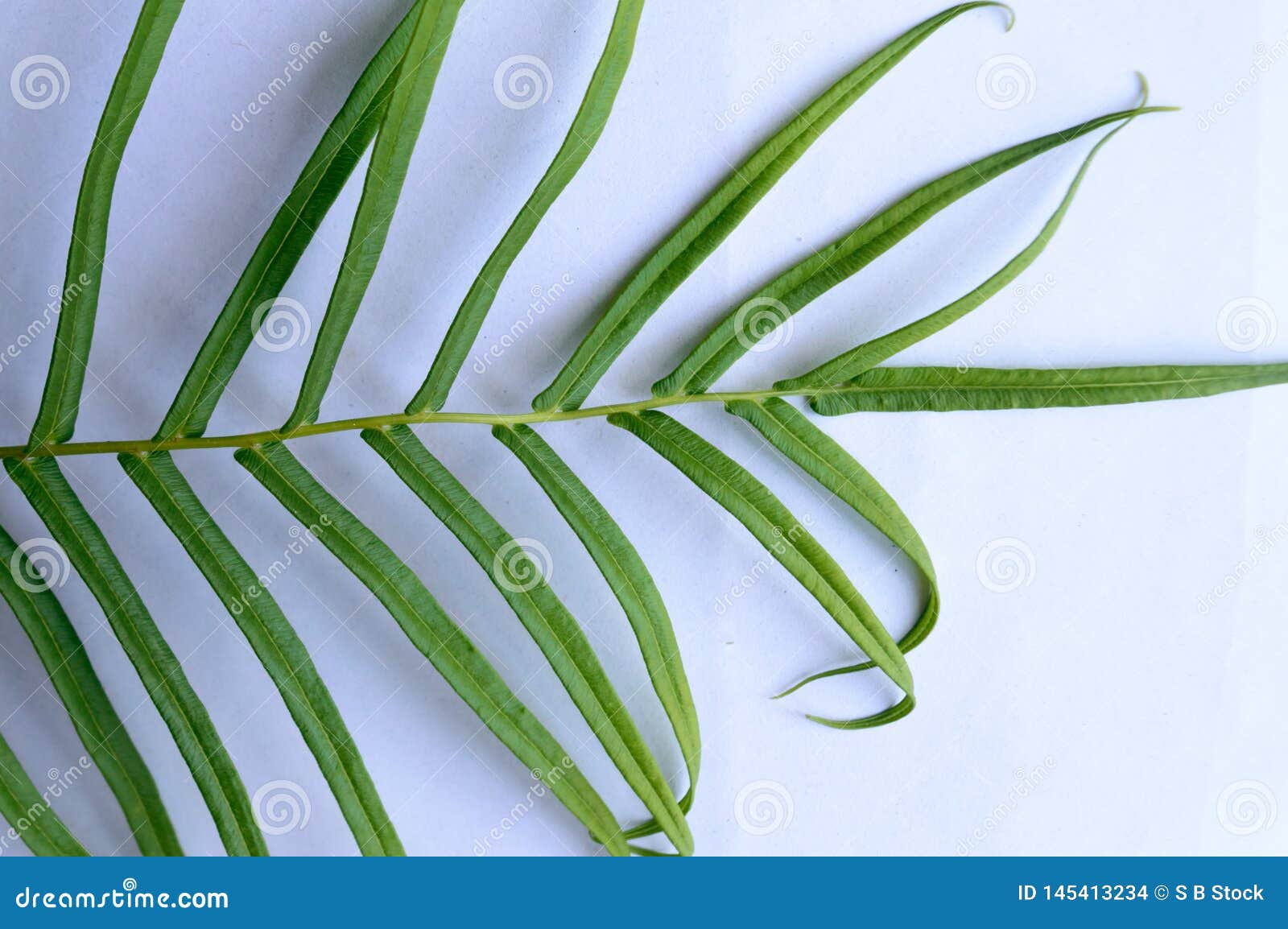 Close Up Of Pinnate Fronds On A Canary Island Thatch Palm Tree Royalty ...