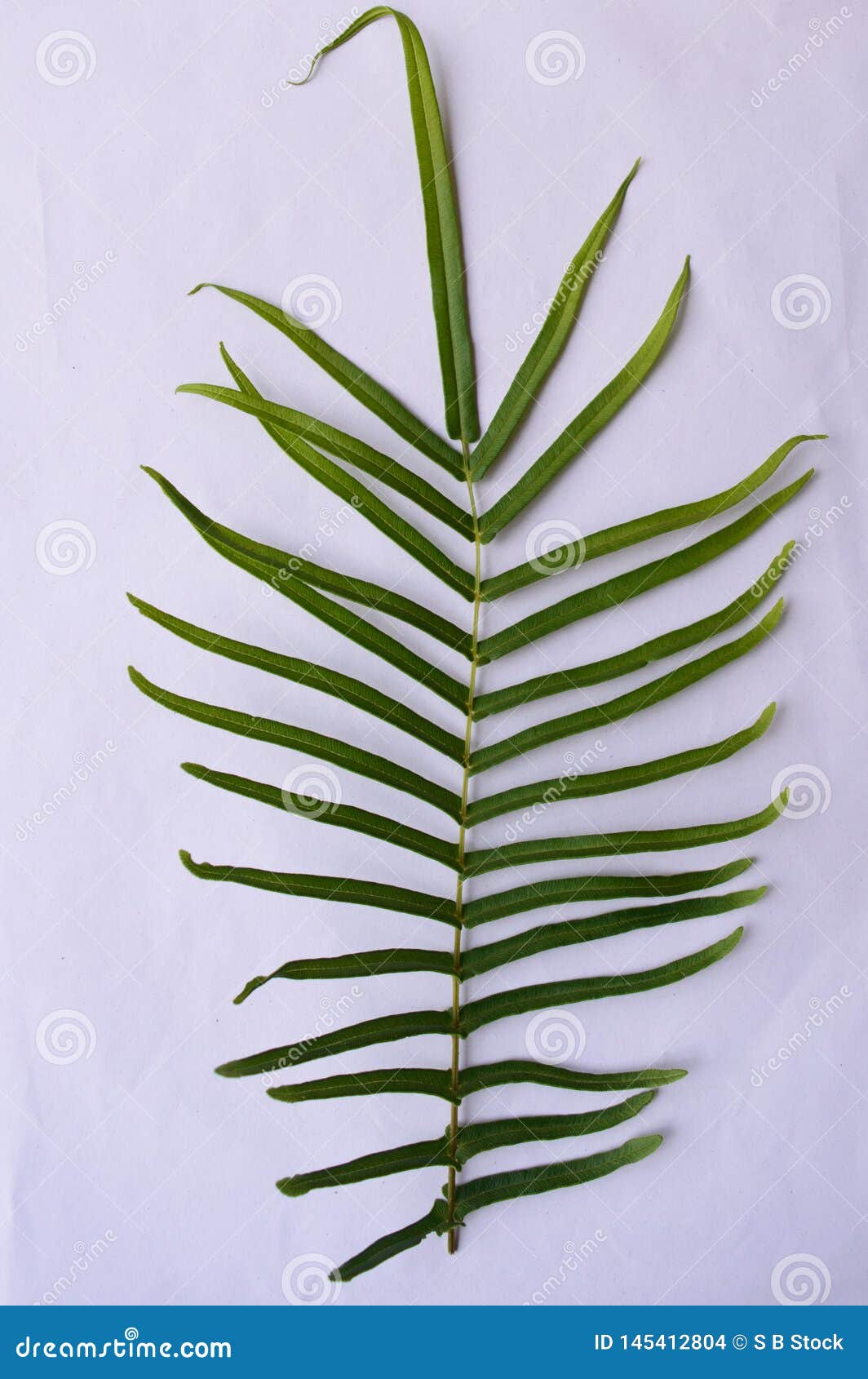 Close Up of Compound Pinnate Green Leaves, Leaflets in Rows, Two at Tip ...