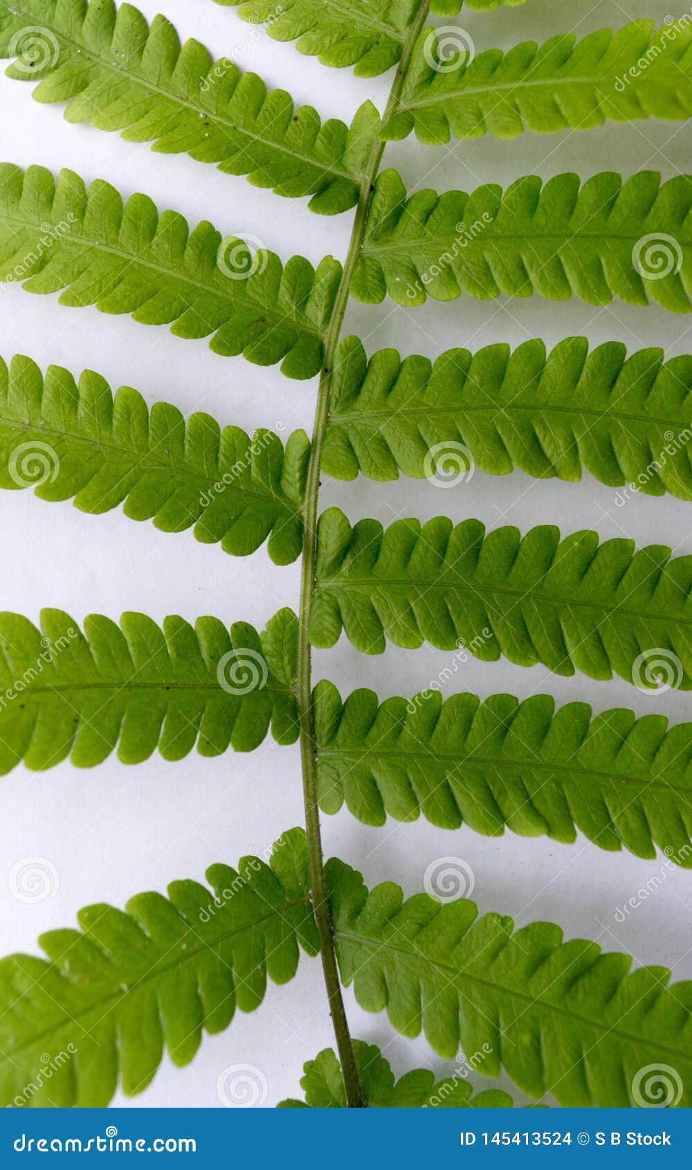 Close Up of Compound Pinnate Green Leaves, Leaflets in Rows, Two at Tip ...