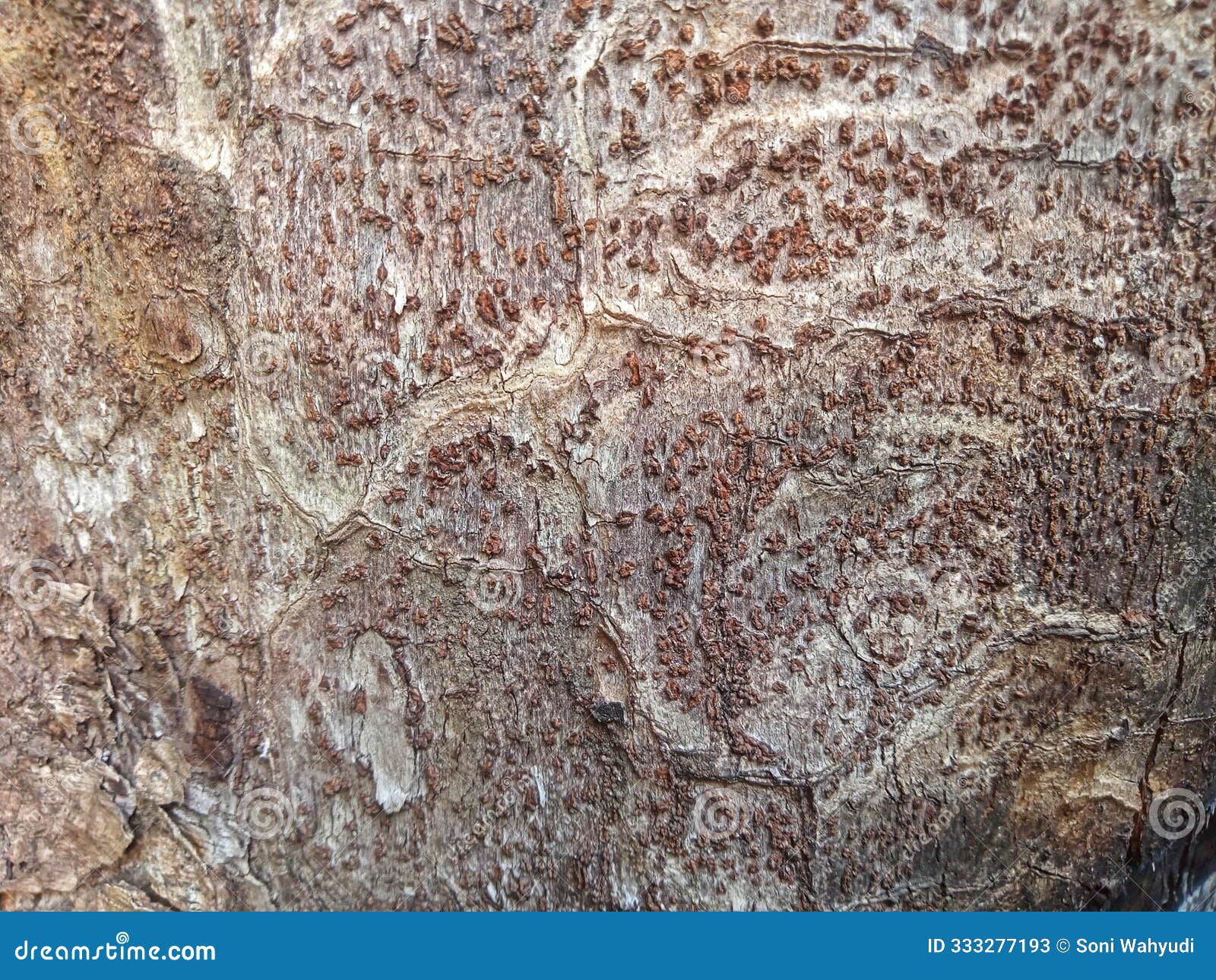 Close-up Concept of Star Fruit Tree Bark Spot Texture Stock Image ...