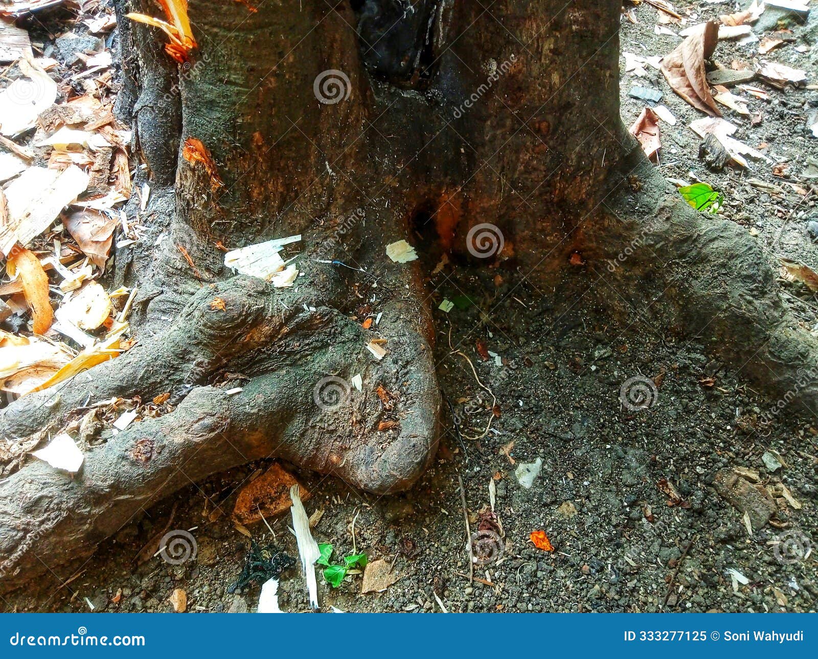 Close-up Concept of Star Fruit Tree Roots Stock Image - Image of plant ...