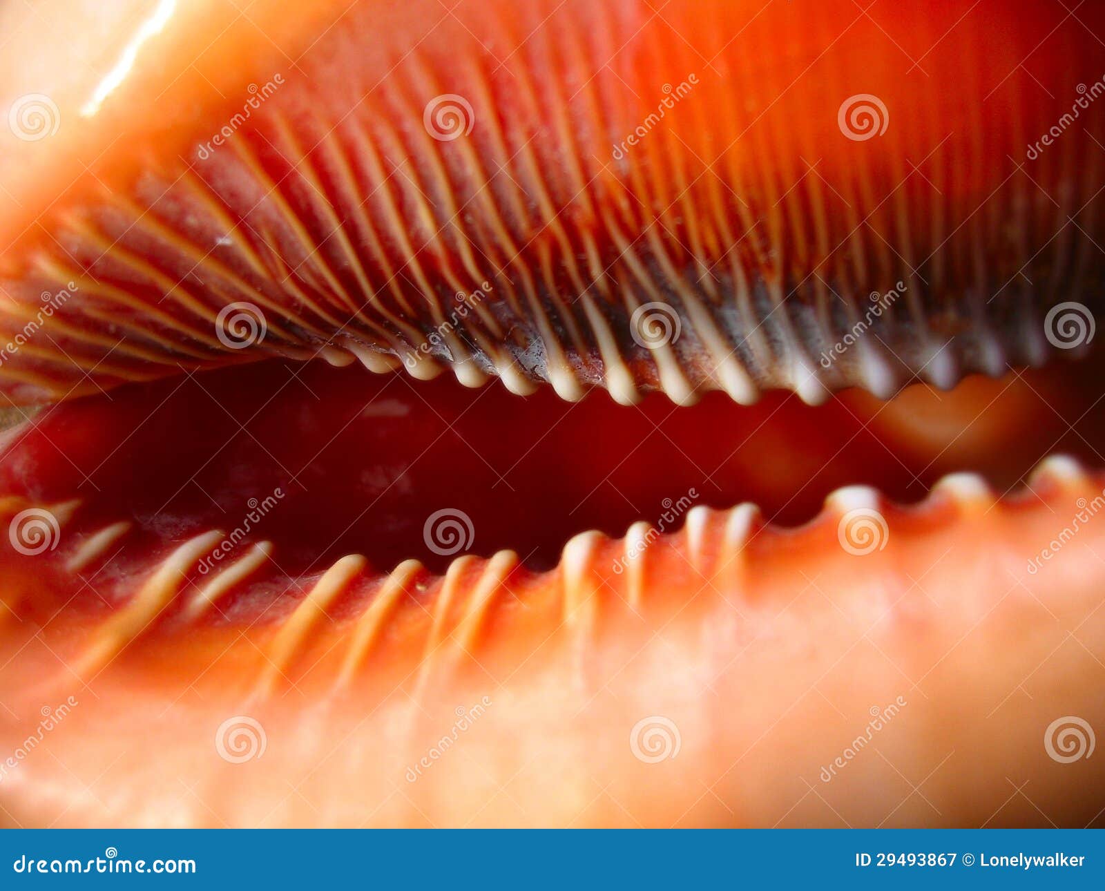 Close-up of Conch stock image. Image of hackle, animal - 29493867