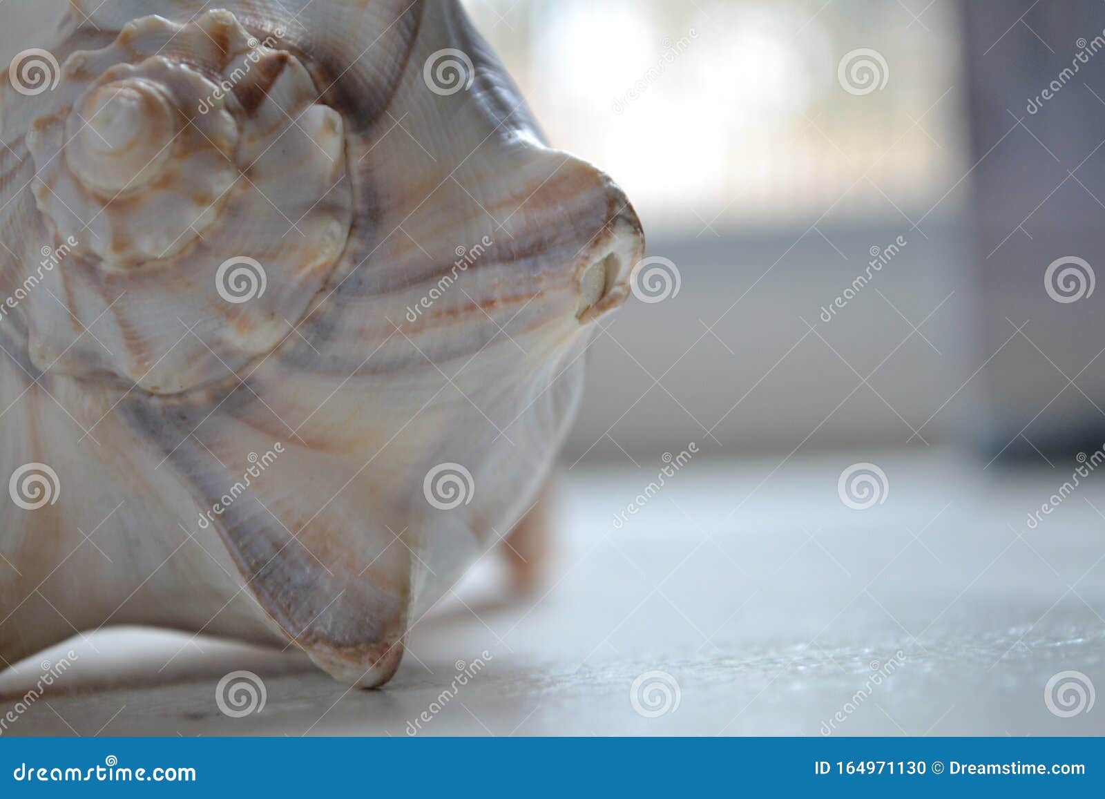 Close-up of Conch Shell Spiral Stock Photo - Image of close, cute ...