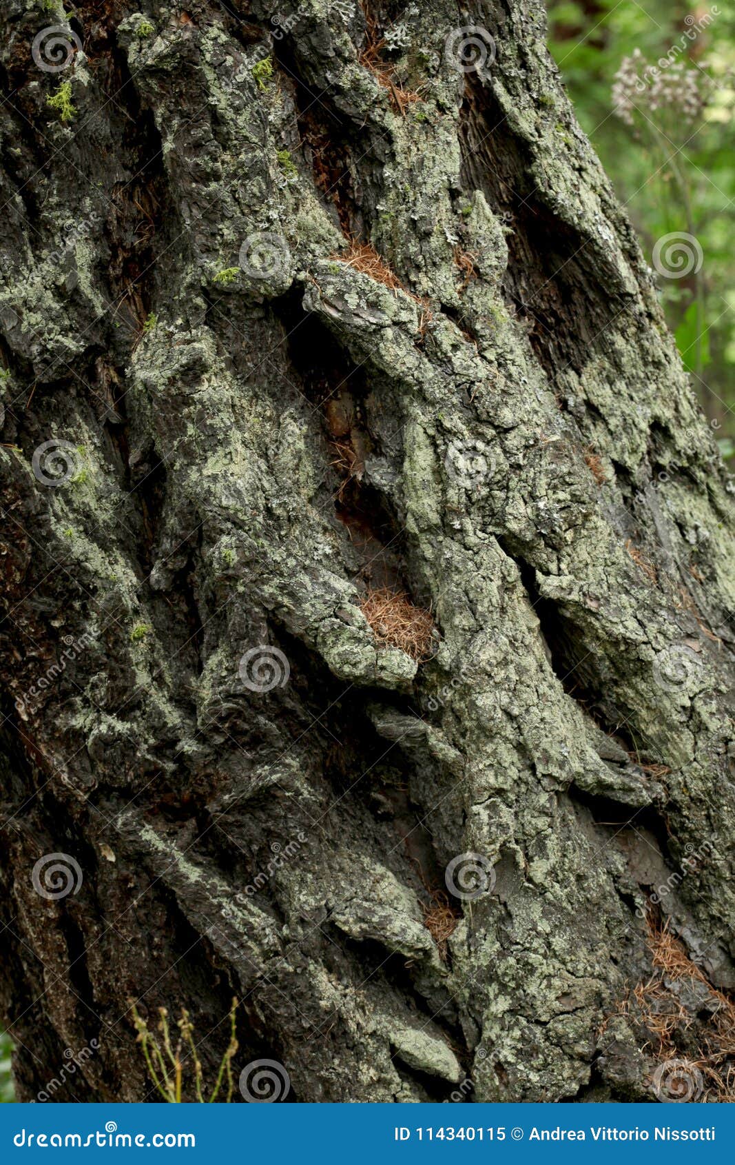 Close up on conifer bark stock image. Image of nature - 114340115