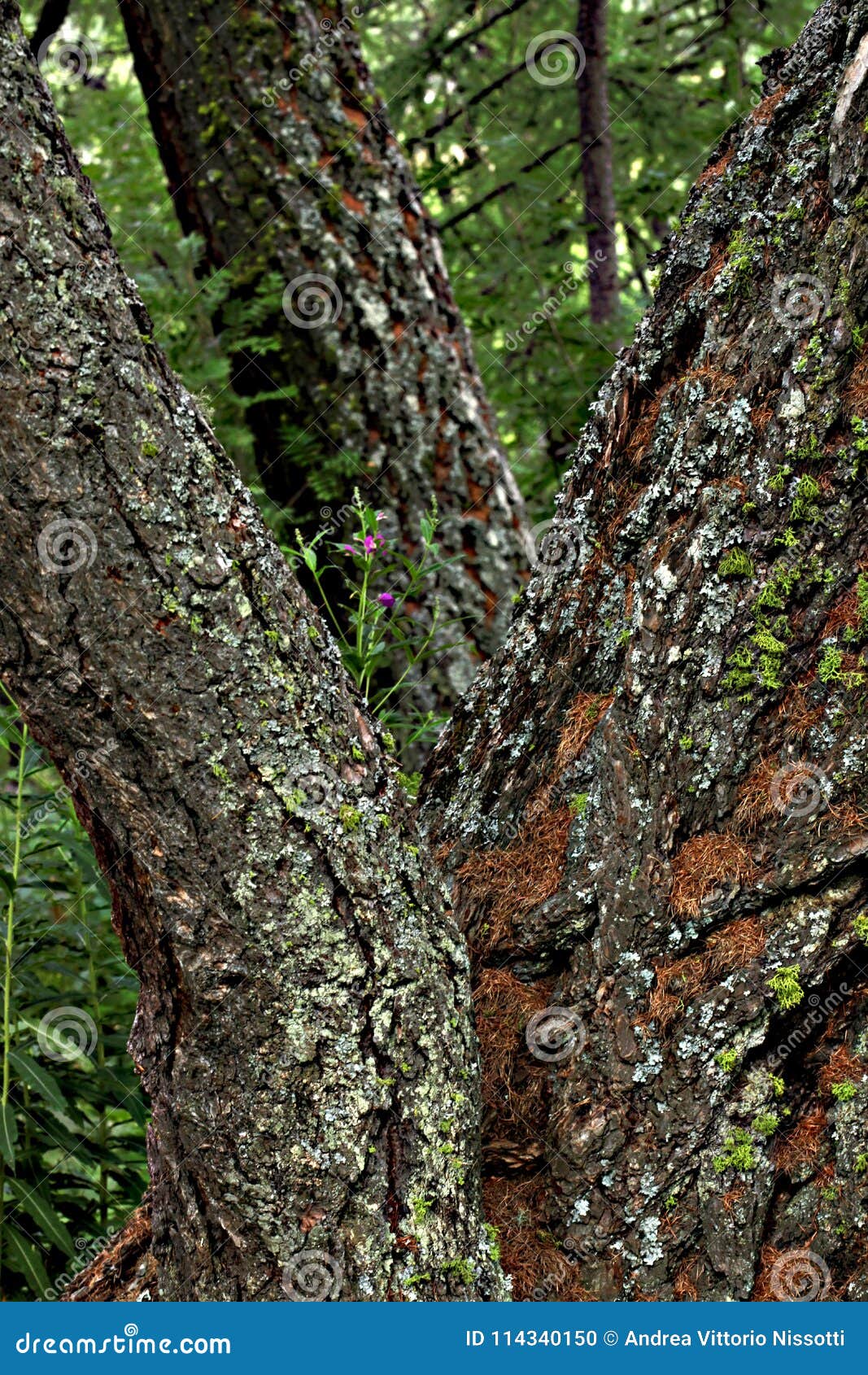 Close up on conifer bark stock photo. Image of musk - 114340150