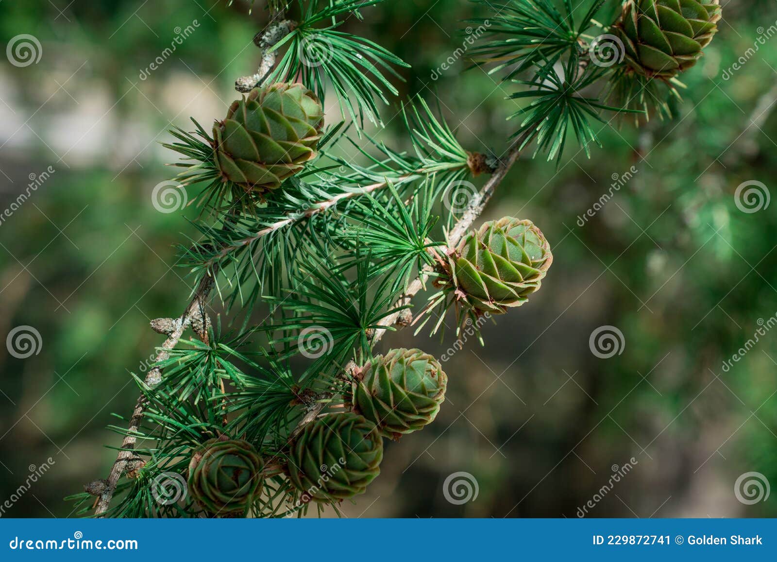 Close-up Conifer Branch with Lots of Cones Stock Image - Image of ...