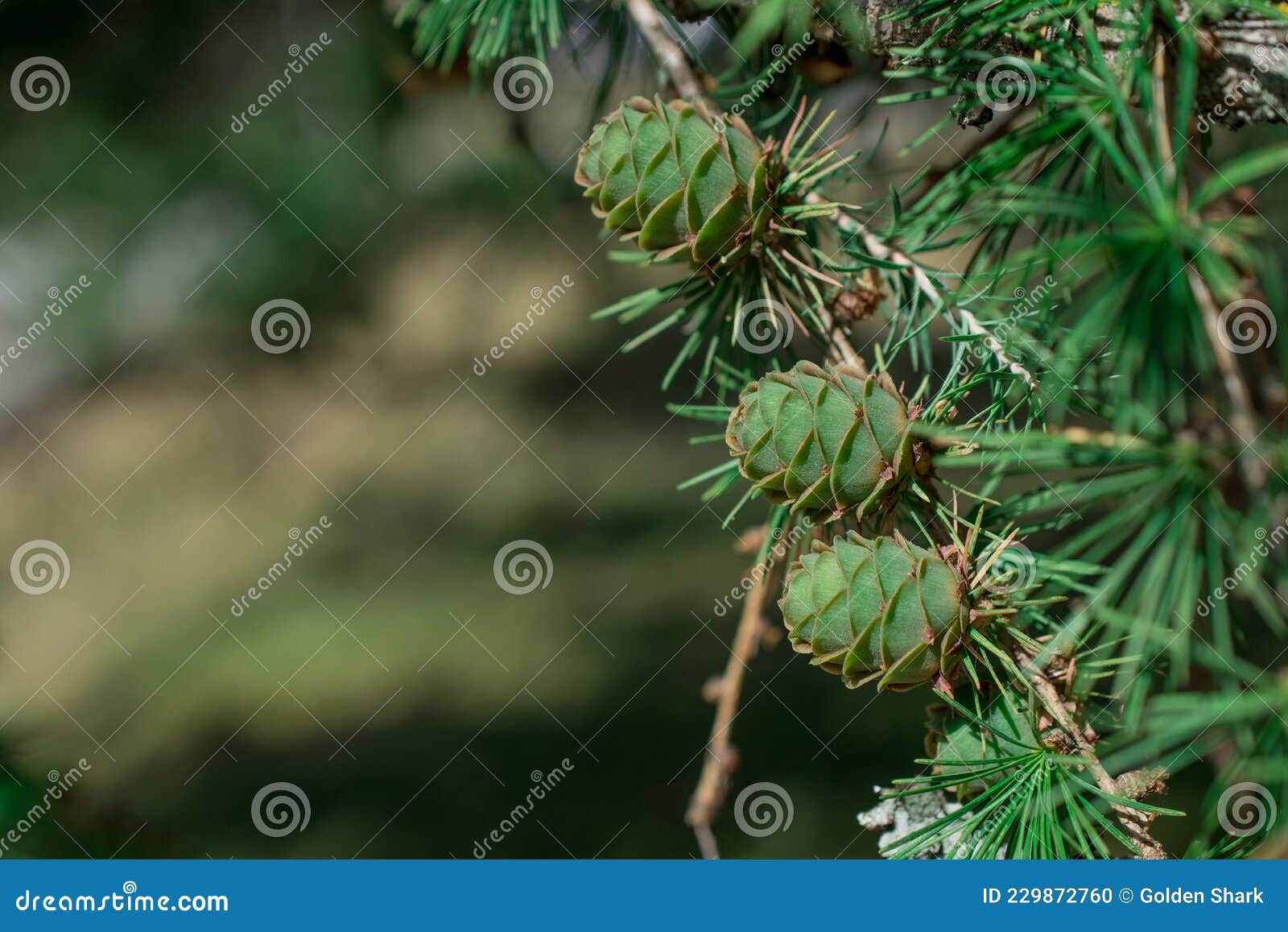 Close-up Conifer Branch with Lots of Cones Stock Photo - Image of cone ...