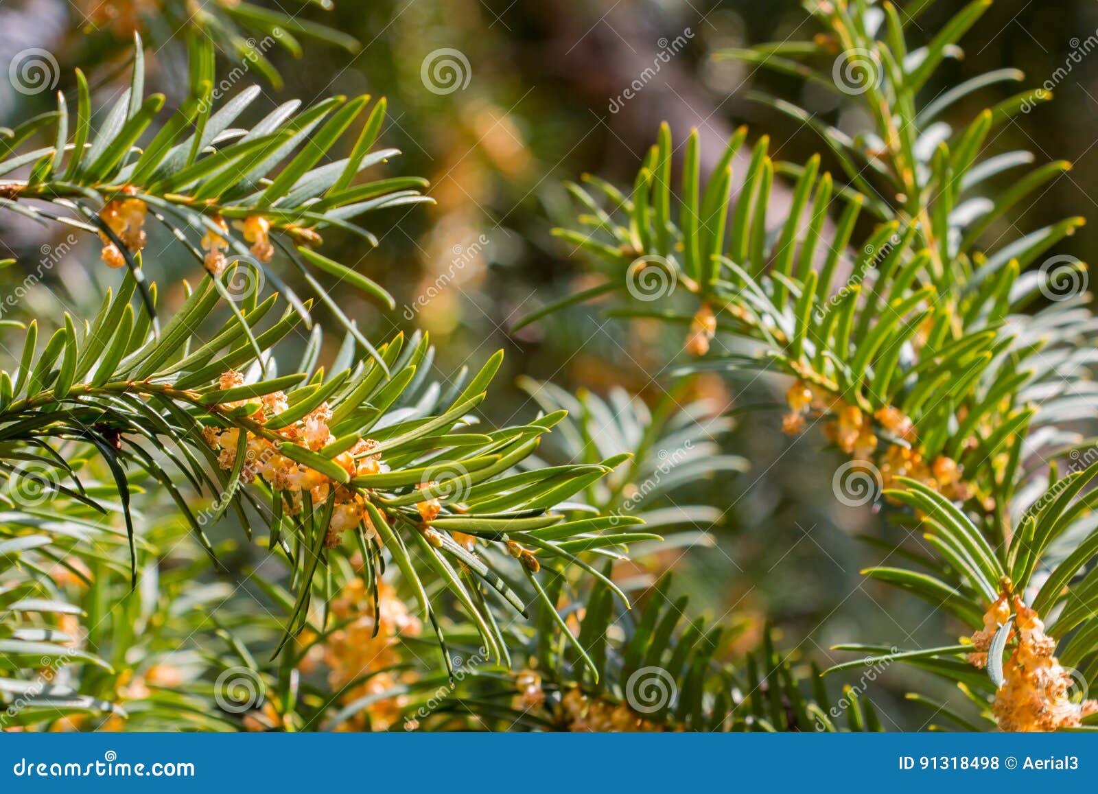 Conifer In Spring. Male Pinecones Or Strobili. Pollen Cones. Staminate ...