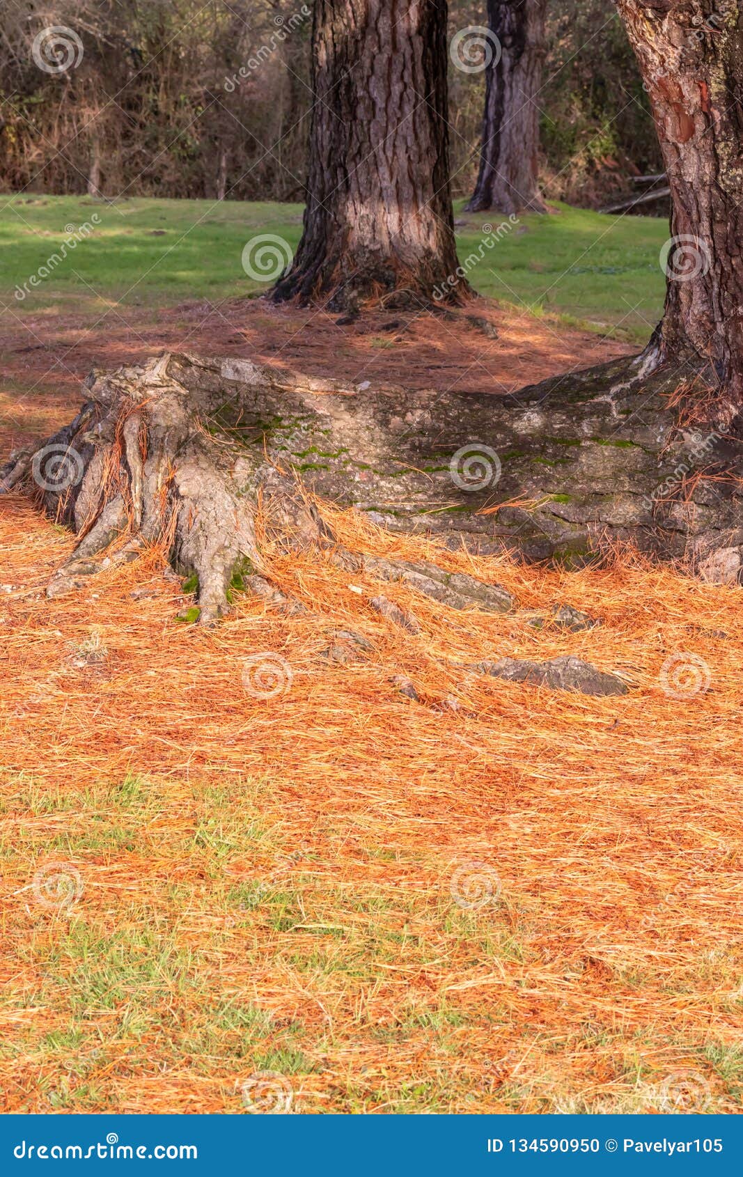 Close Up of Coniferous Tree in Wild Forest Stock Photo - Image of green ...