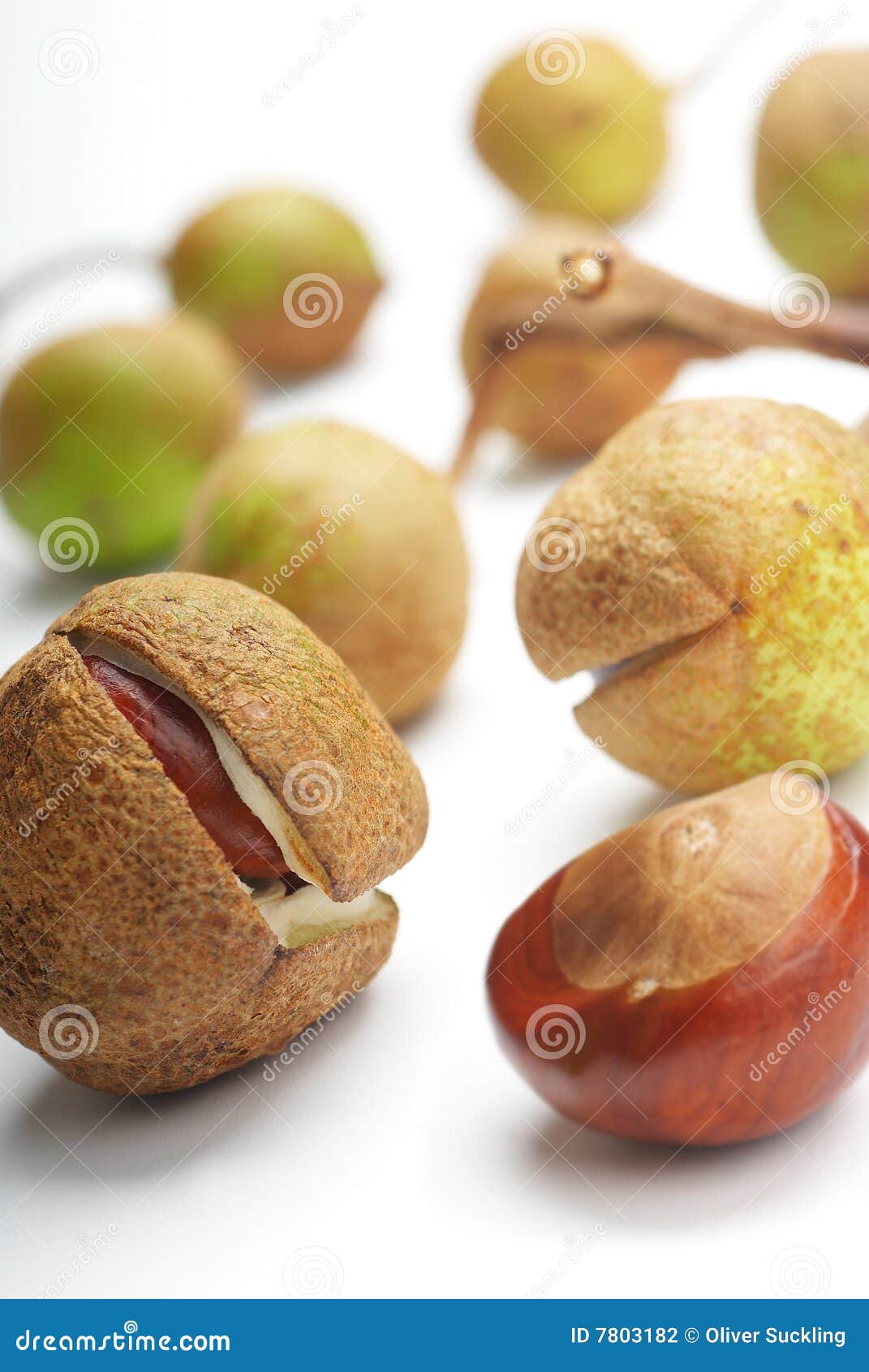 Close Up of Conkers on White Stock Photo - Image of distance, autumnal ...