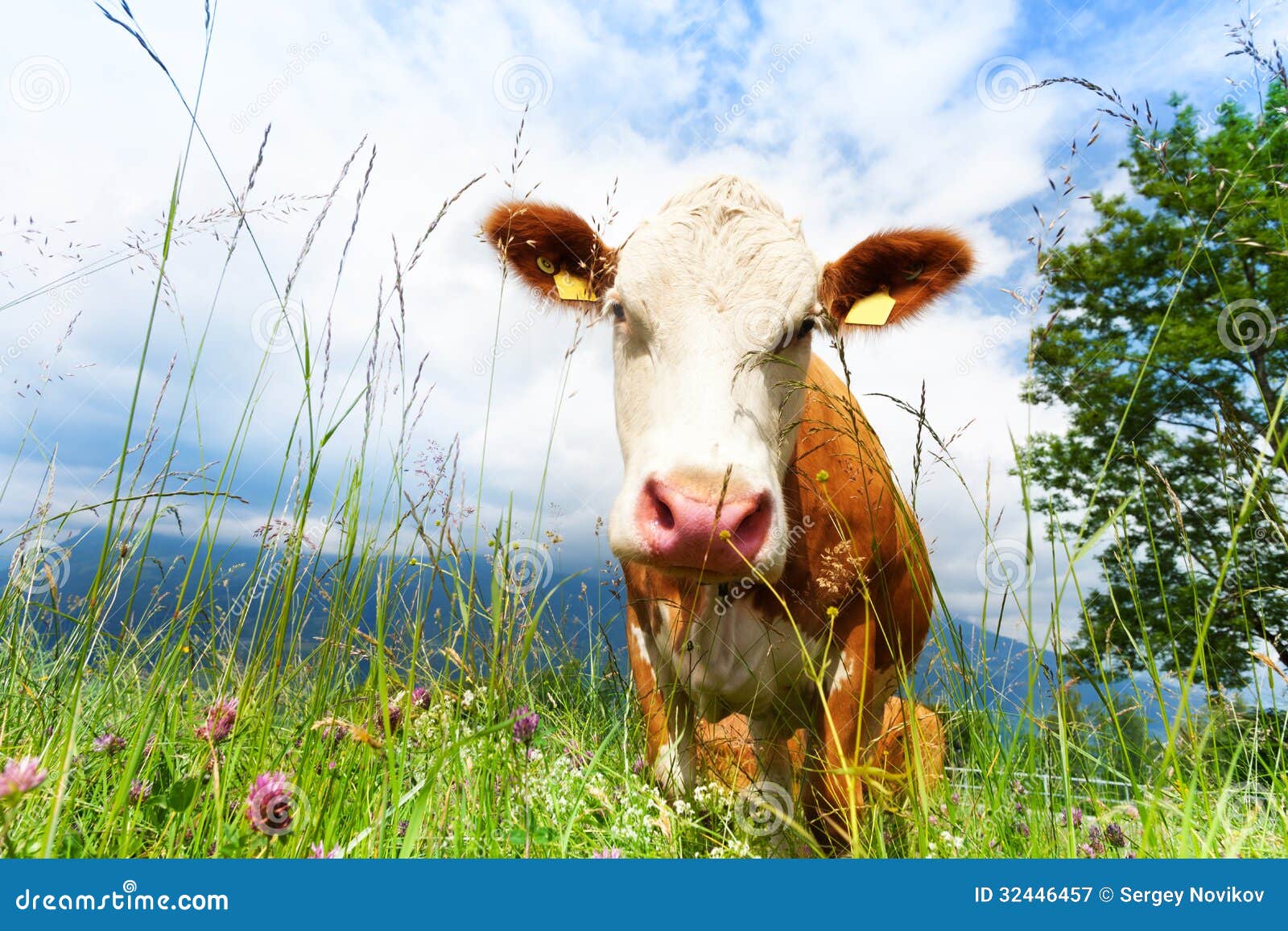 Close-up of cool cow stock image. Image of farmland, cows - 32446457