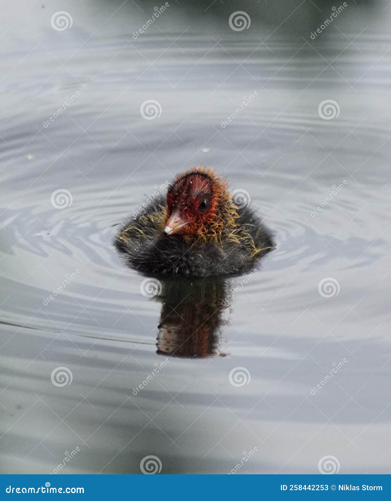 Close up of a coot chicken stock image. Image of chicken - 258442253