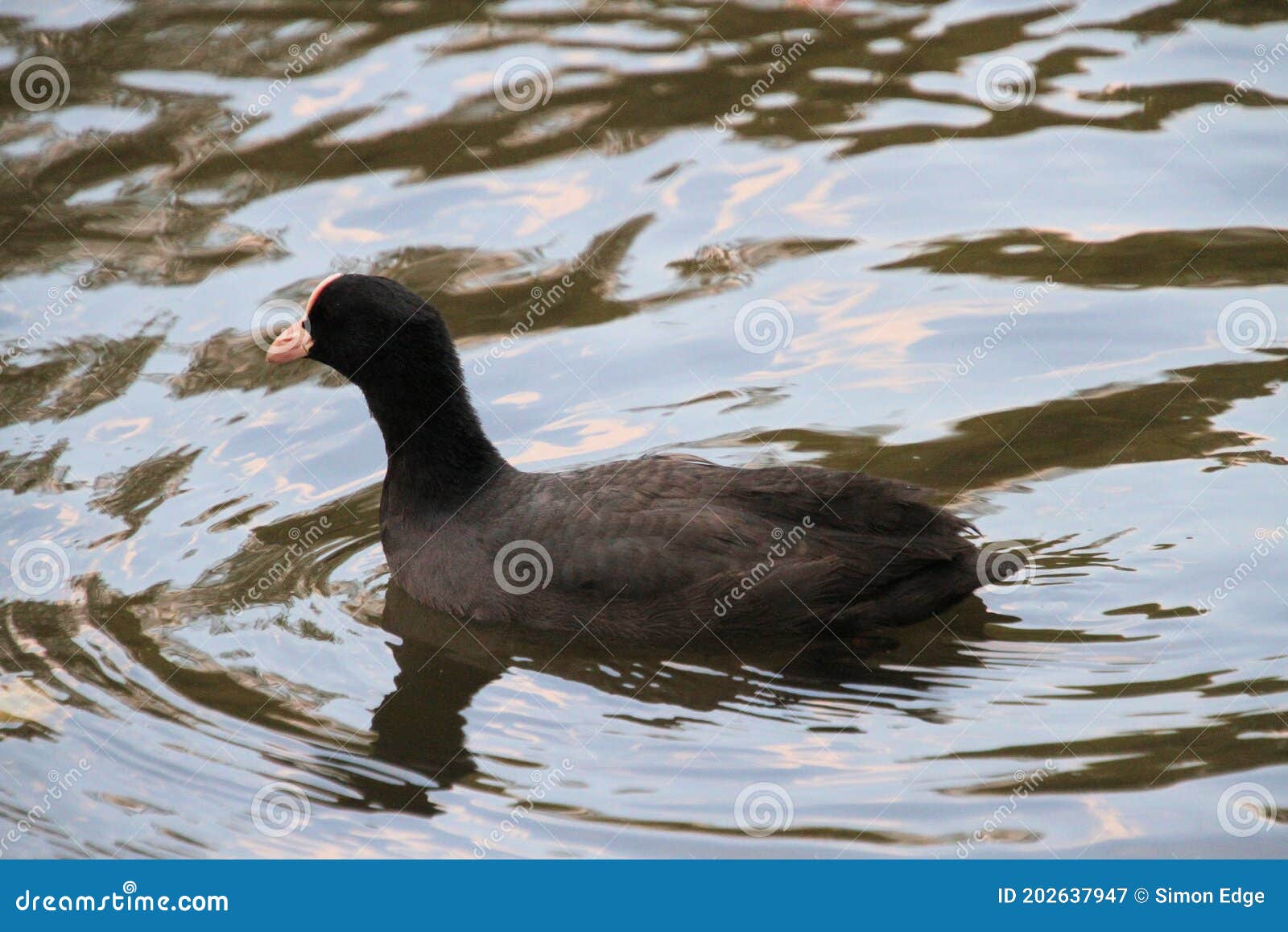 A close up of a Coot stock image. Image of canada, feather - 202637947