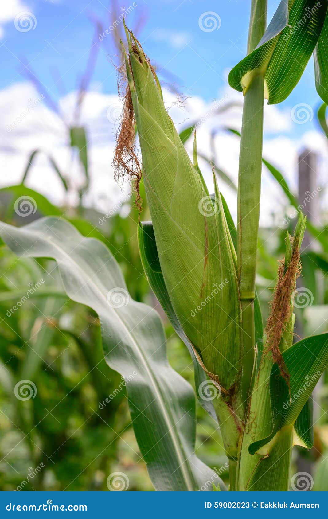 Close Up of Cop Corn in Field Stock Image - Image of fruit, fresh: 59002023