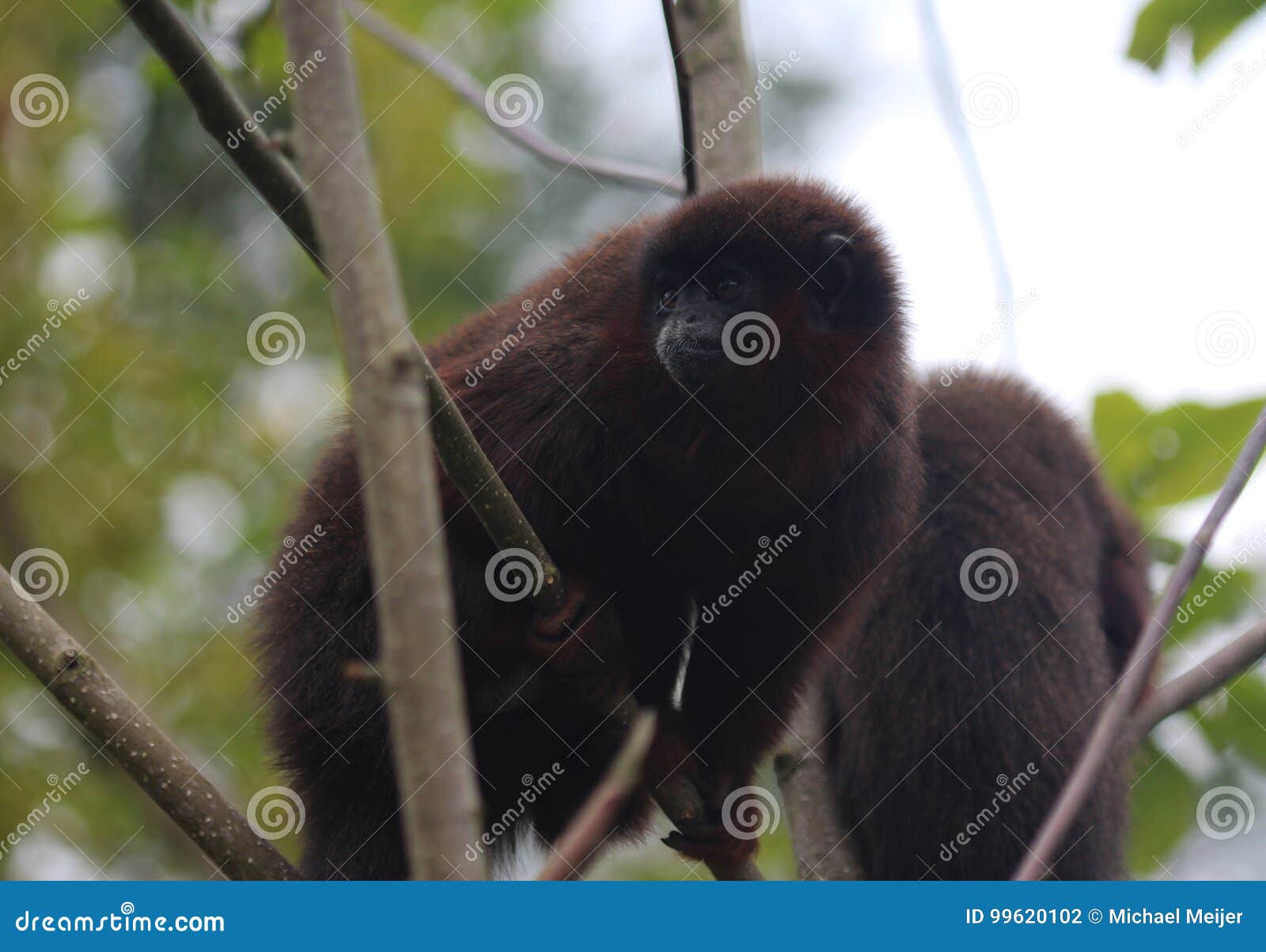 Coppery Titi Mother Cuddling With Her Infant, Monkey With Baby ...