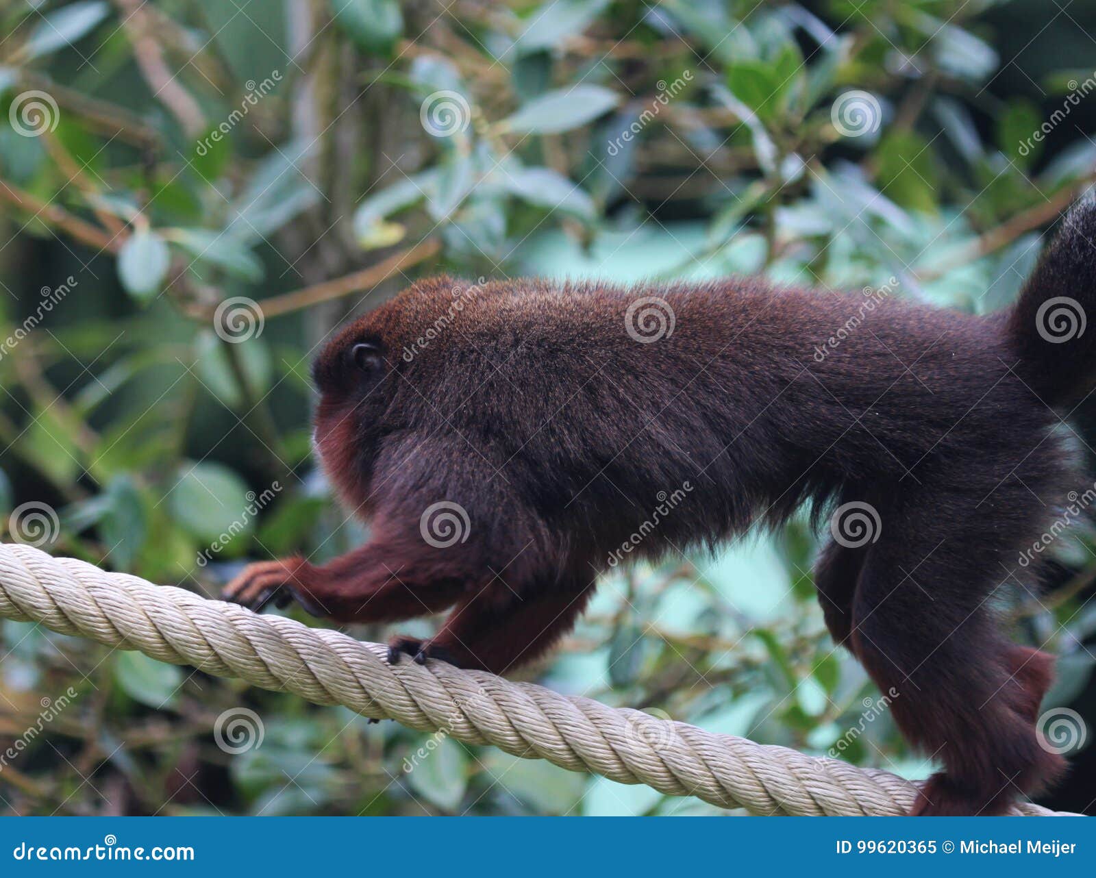 Coppery titi stock image. Image of looking, outdoor, peru - 99620365