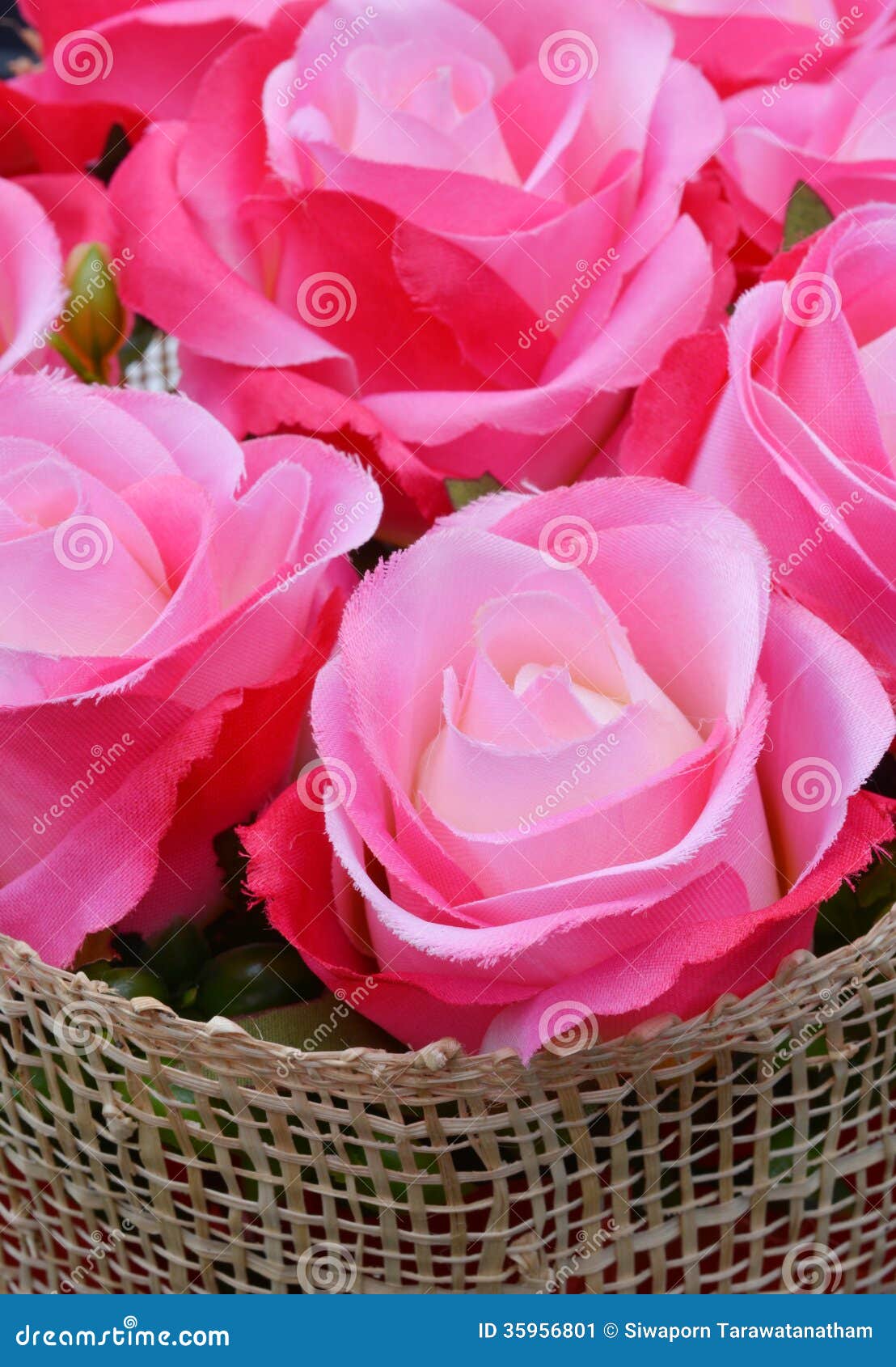 Close Up Cor-de-rosa Da Cor-de-rosa Bonita Imagem de Stock - Imagem de ...