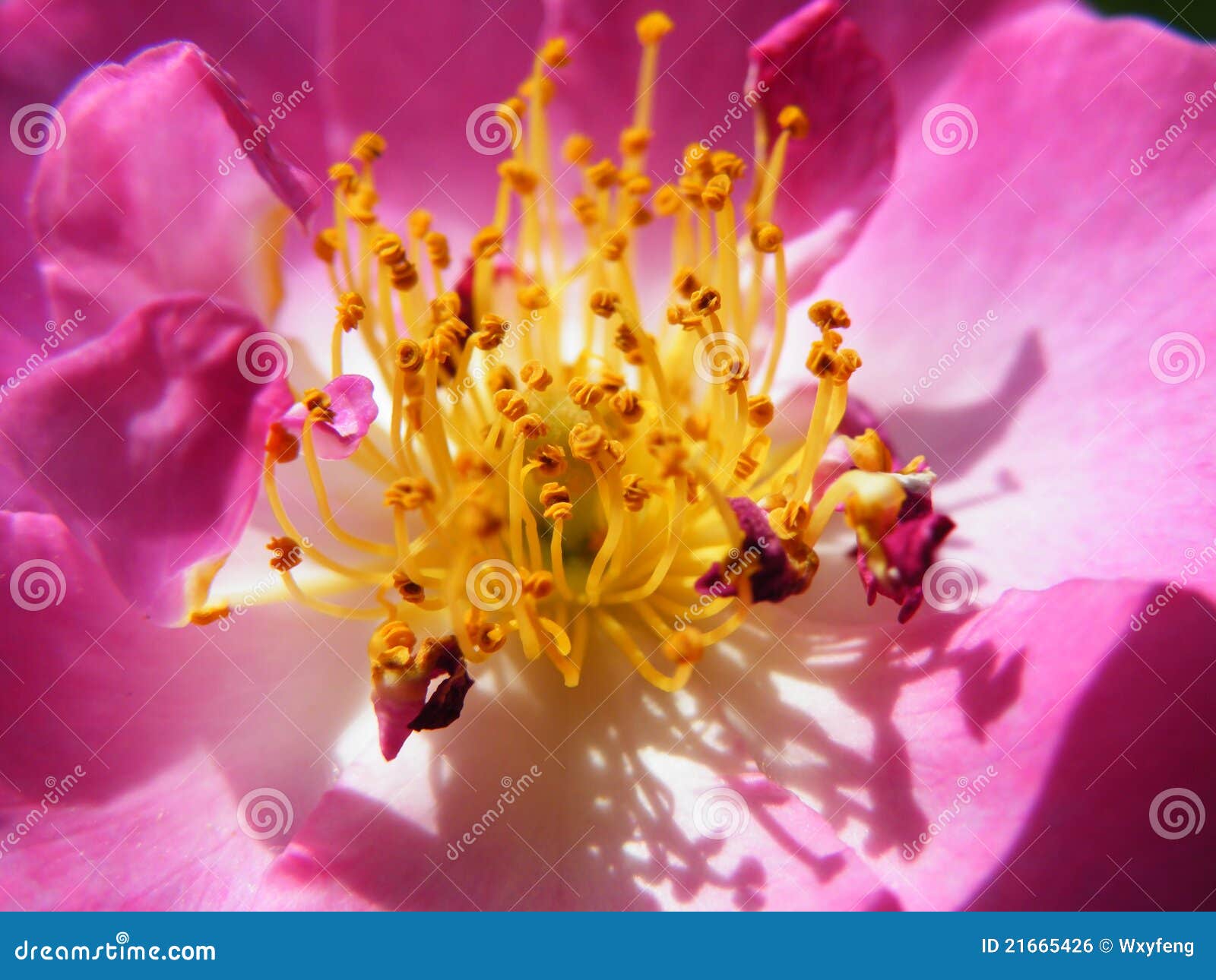 Close Up Cor-de-rosa Selvagem Do Microspur Foto de Stock - Imagem de ...