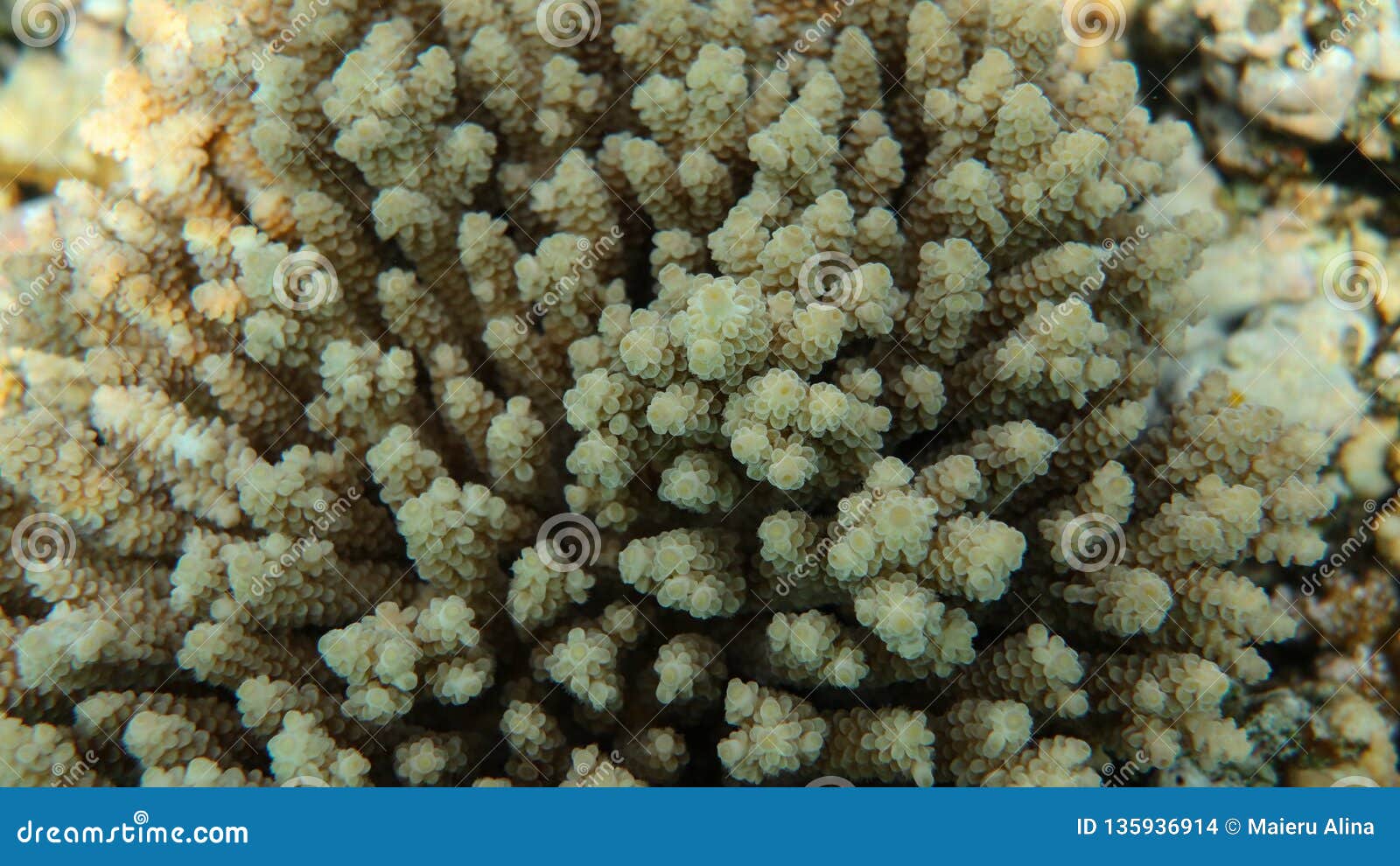 Close-up of a Coral Acropora Polyps Stock Photo - Image of acropora ...