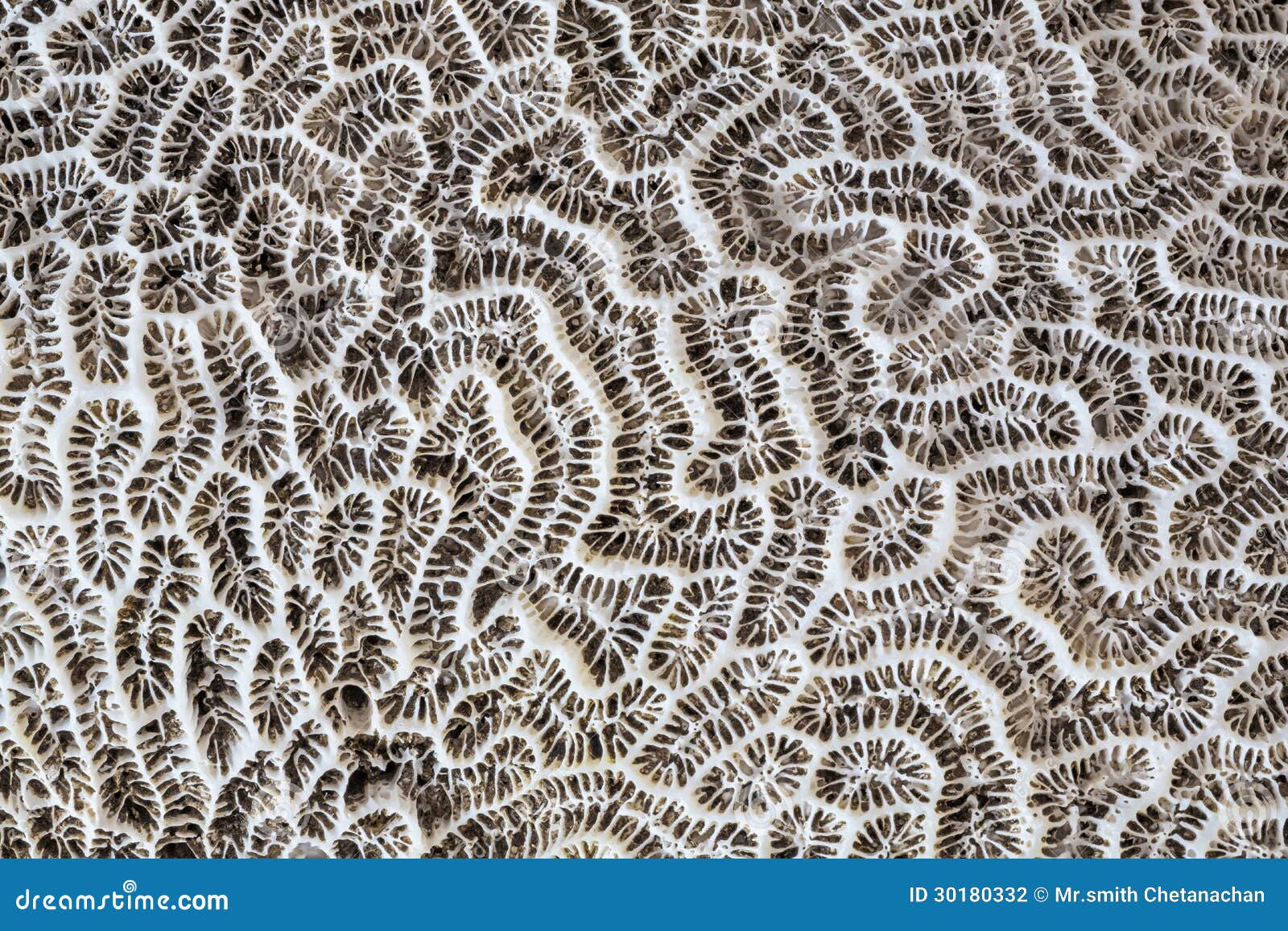 Coral Fossil Texture Stock Photography - Image: 30180332