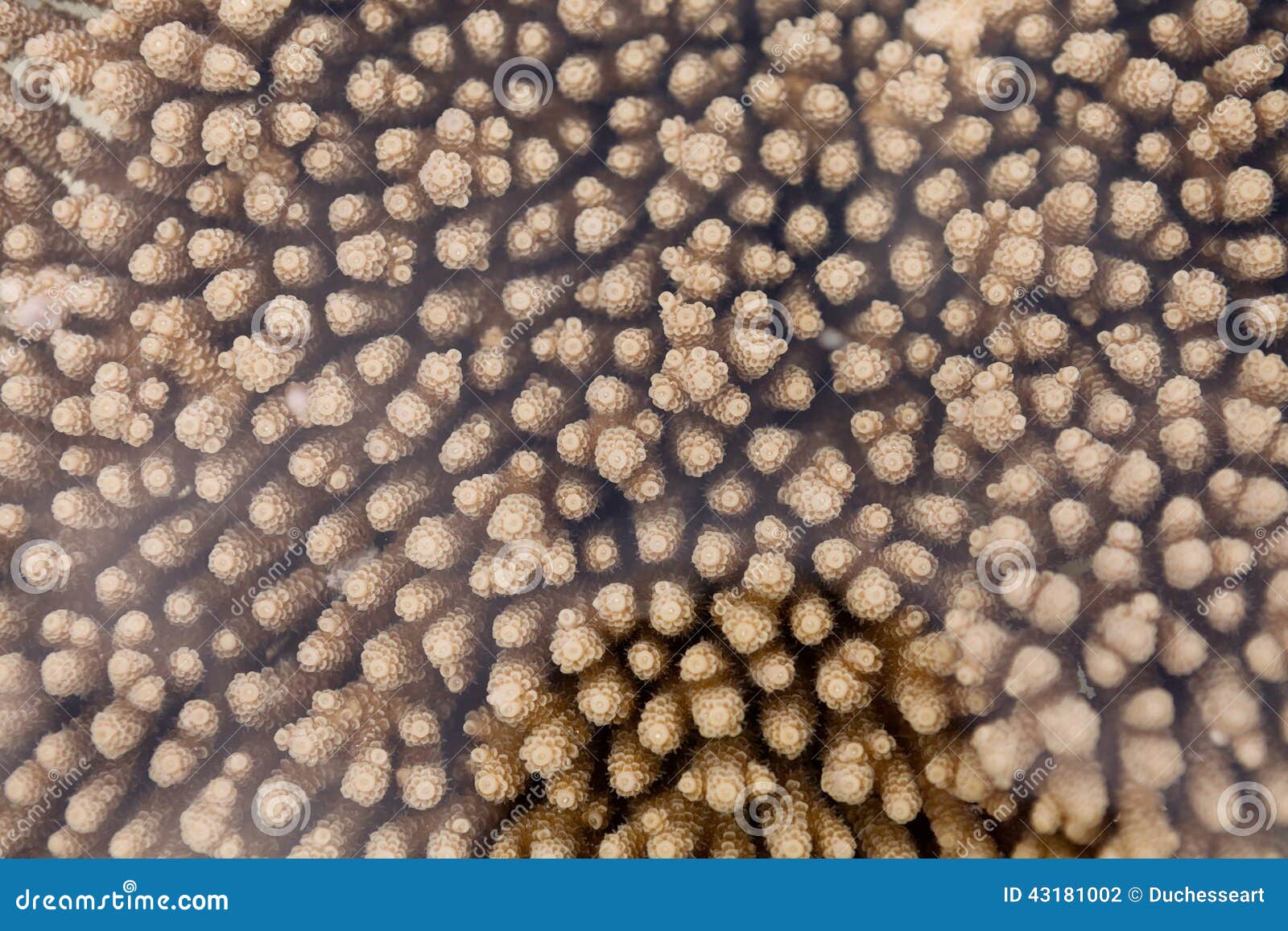 Close-up of the Coral Patterns Stock Photo - Image of ornament ...