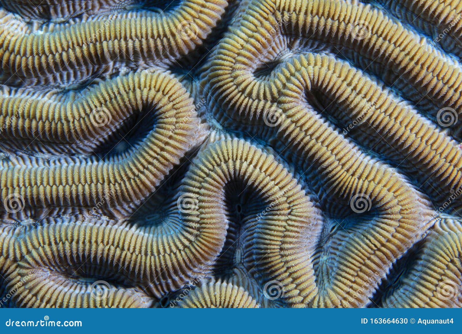 Close Up of Coral Structure Stock Photo - Image of animal, antilles ...