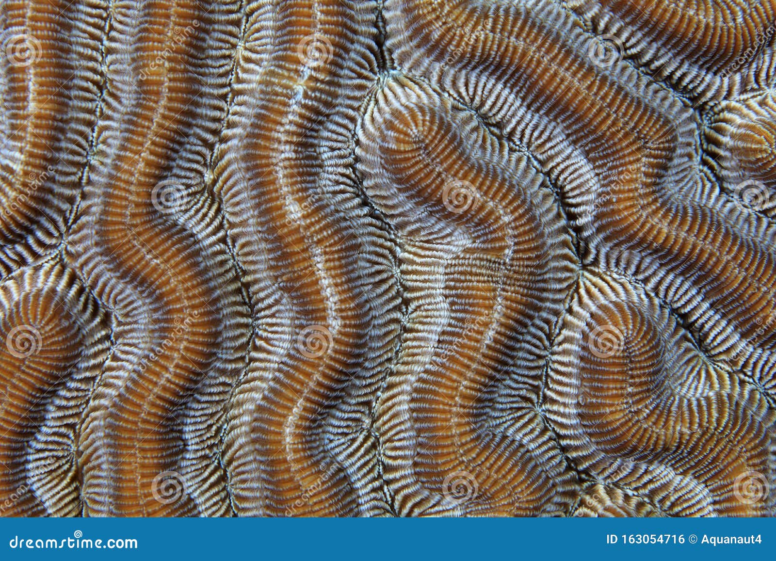 Close Up of Coral Structure Stock Photo - Image of reef, close: 163054716