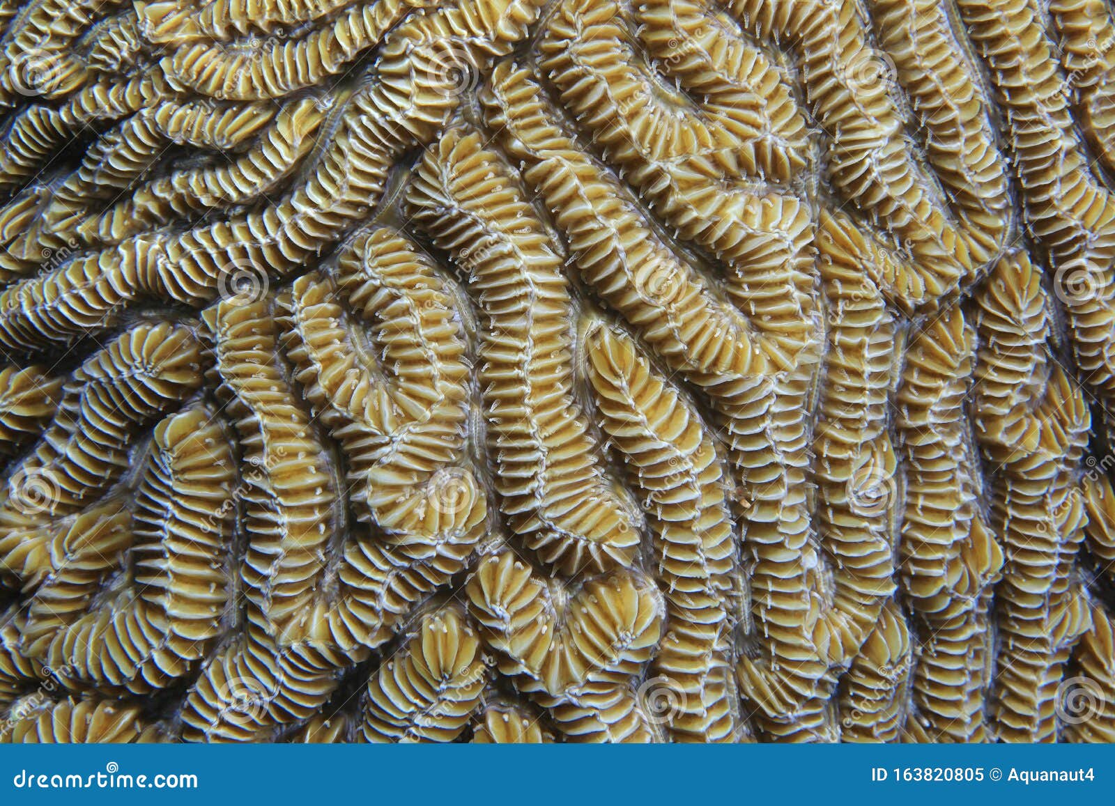 Close Up of Coral Structure Stock Image - Image of marine, ocean: 163820805