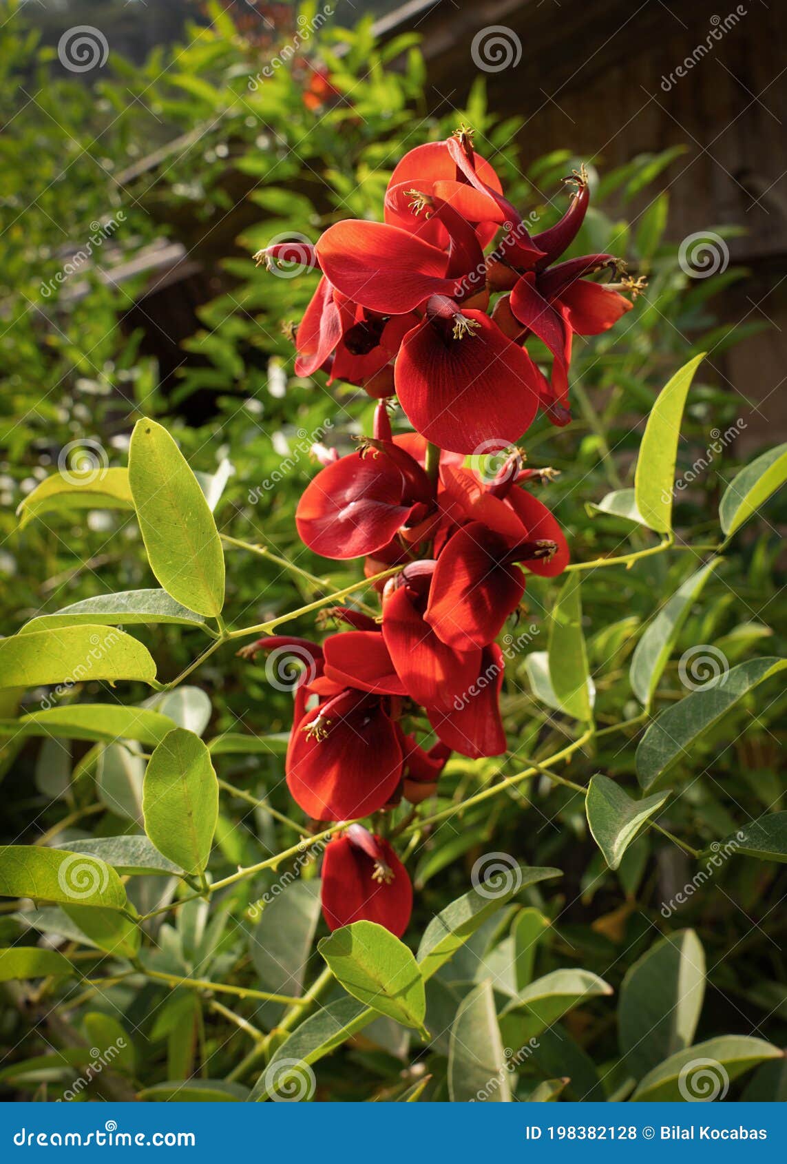 Close Up of a Coral Tree and a Flame Tree Stock Photo - Image of botany ...