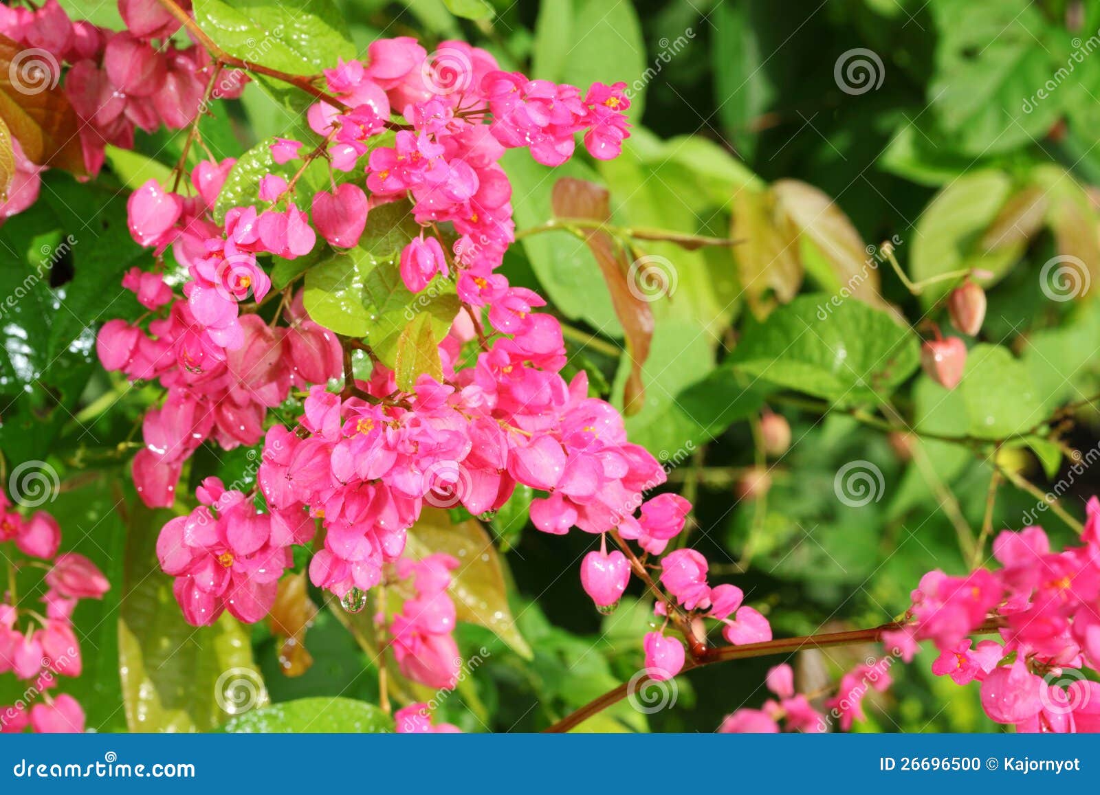 The close up of Coral Vine stock photo. Image of outdoor - 26696500